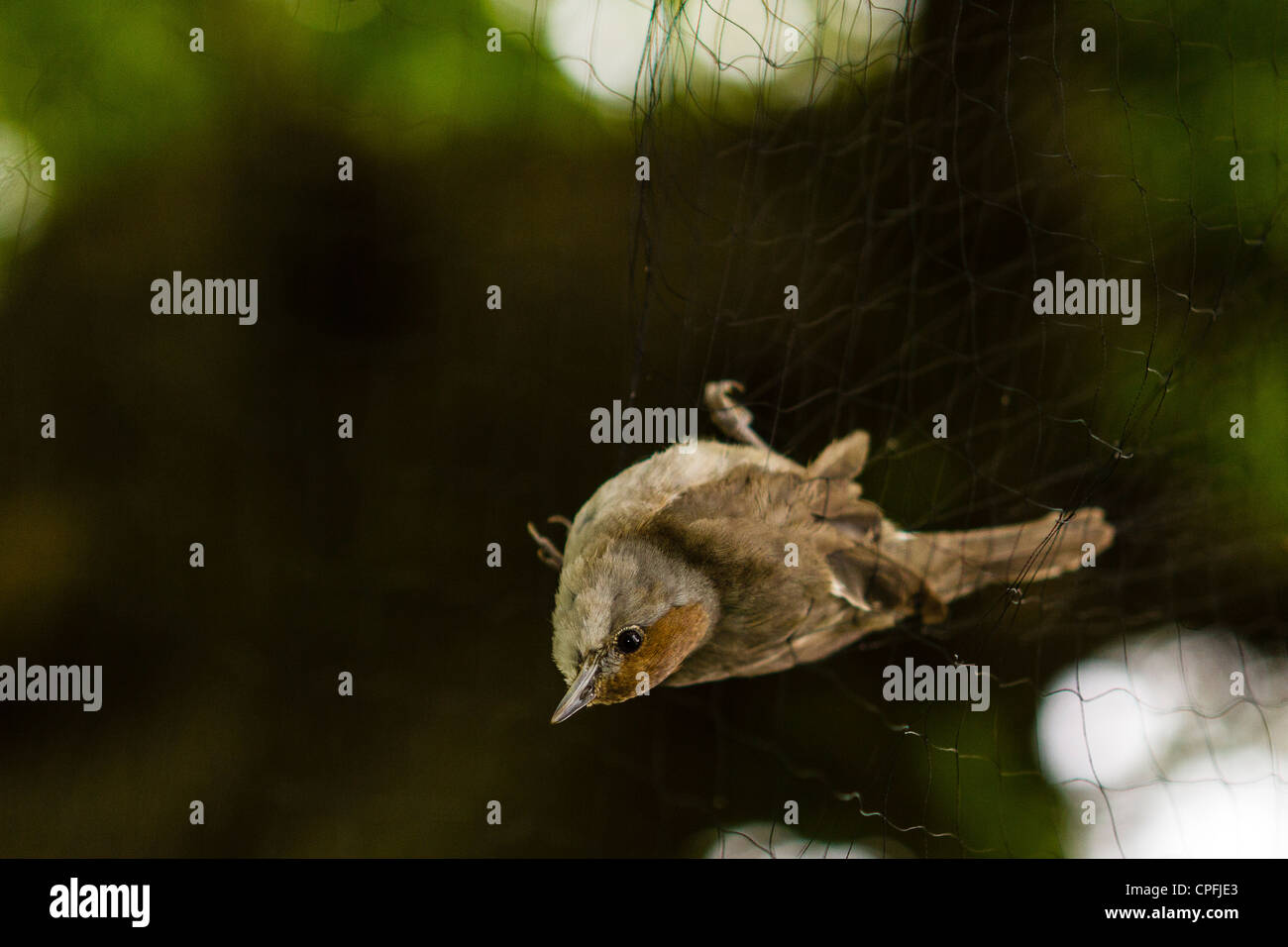 Female blackcap. Birds are caught in a mist net without being harmed ...