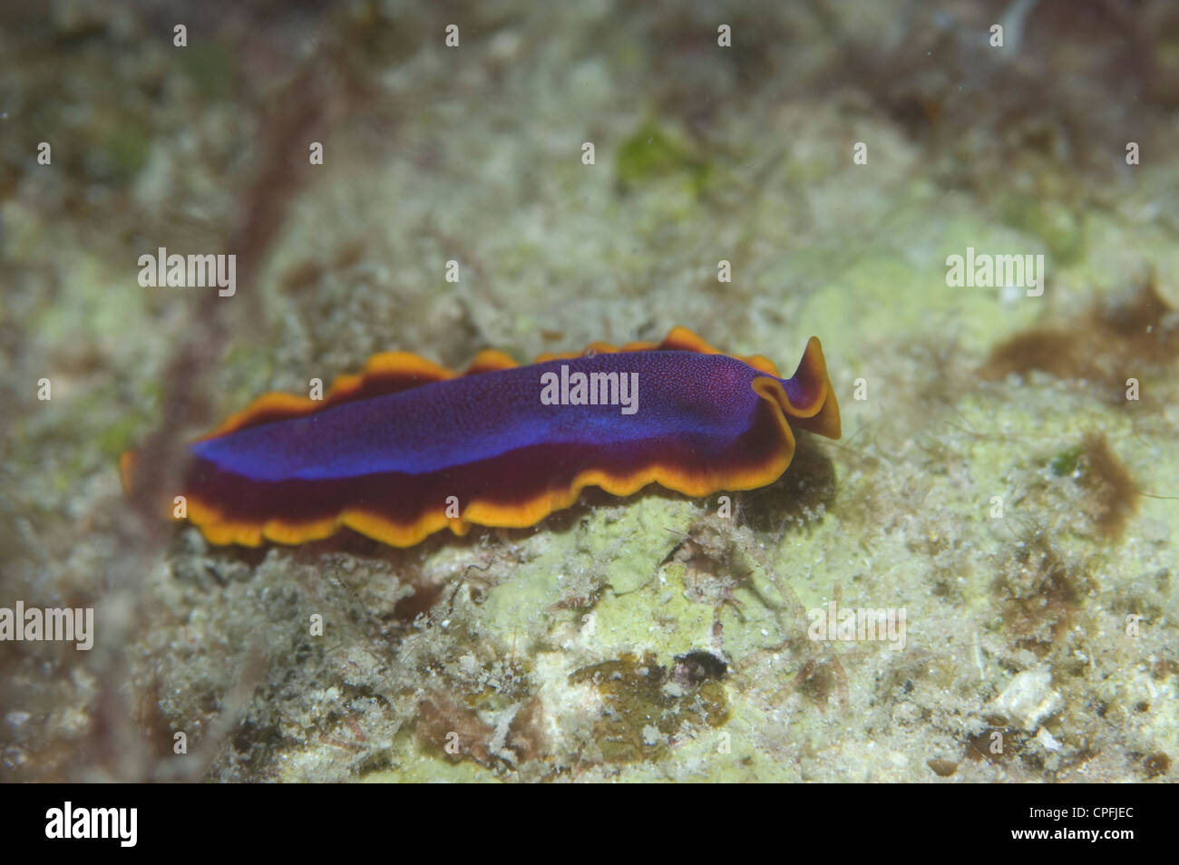 Purple flatworm hi-res stock photography and images - Alamy