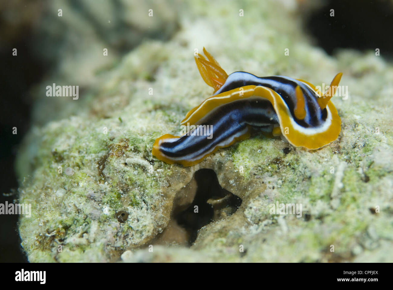 Red Sea Slug Nudibranch Seaslug High Resolution Stock Photography and ...