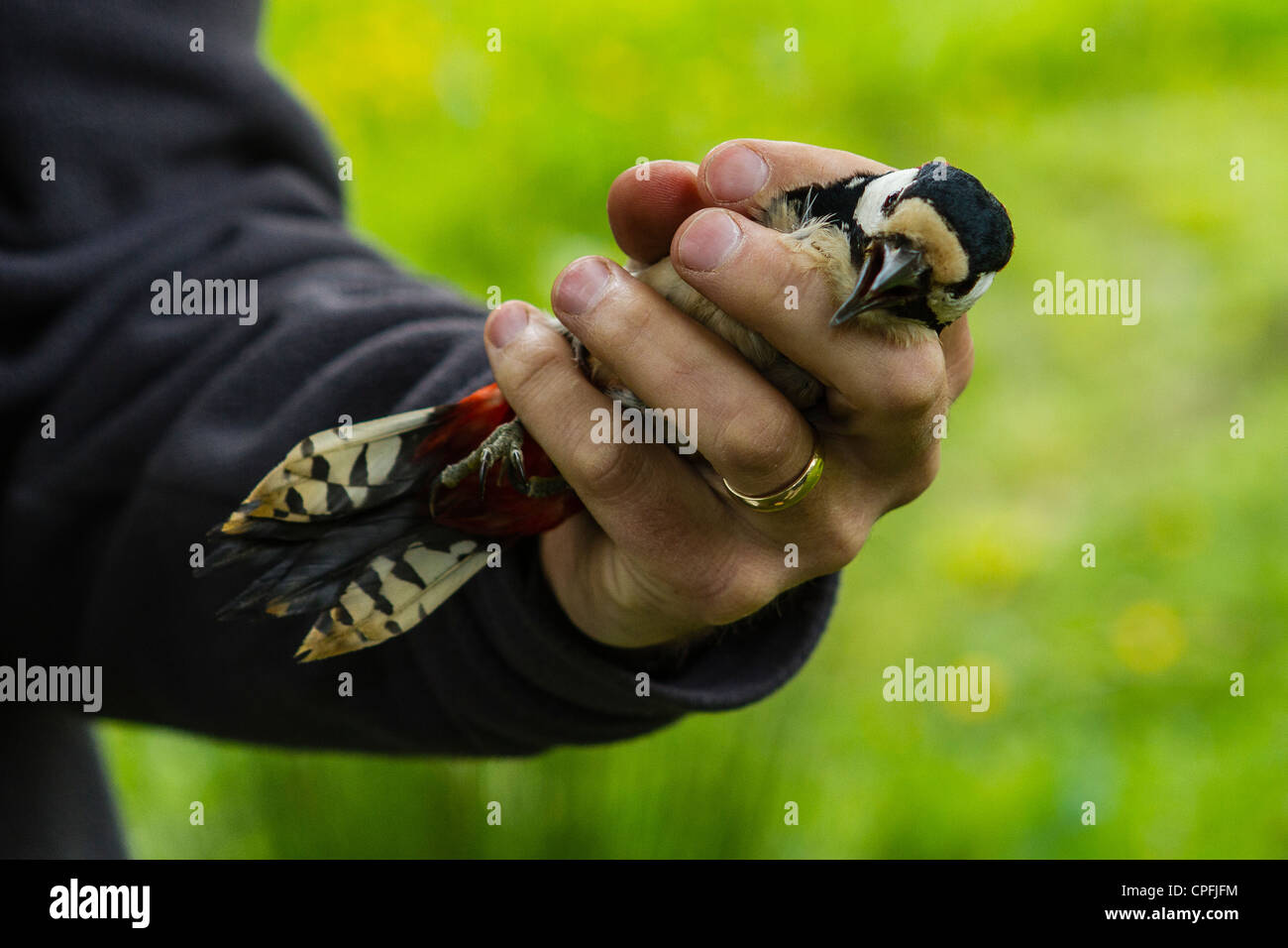 Woodpecker being ringed. During the ringing procedure a bird is ...