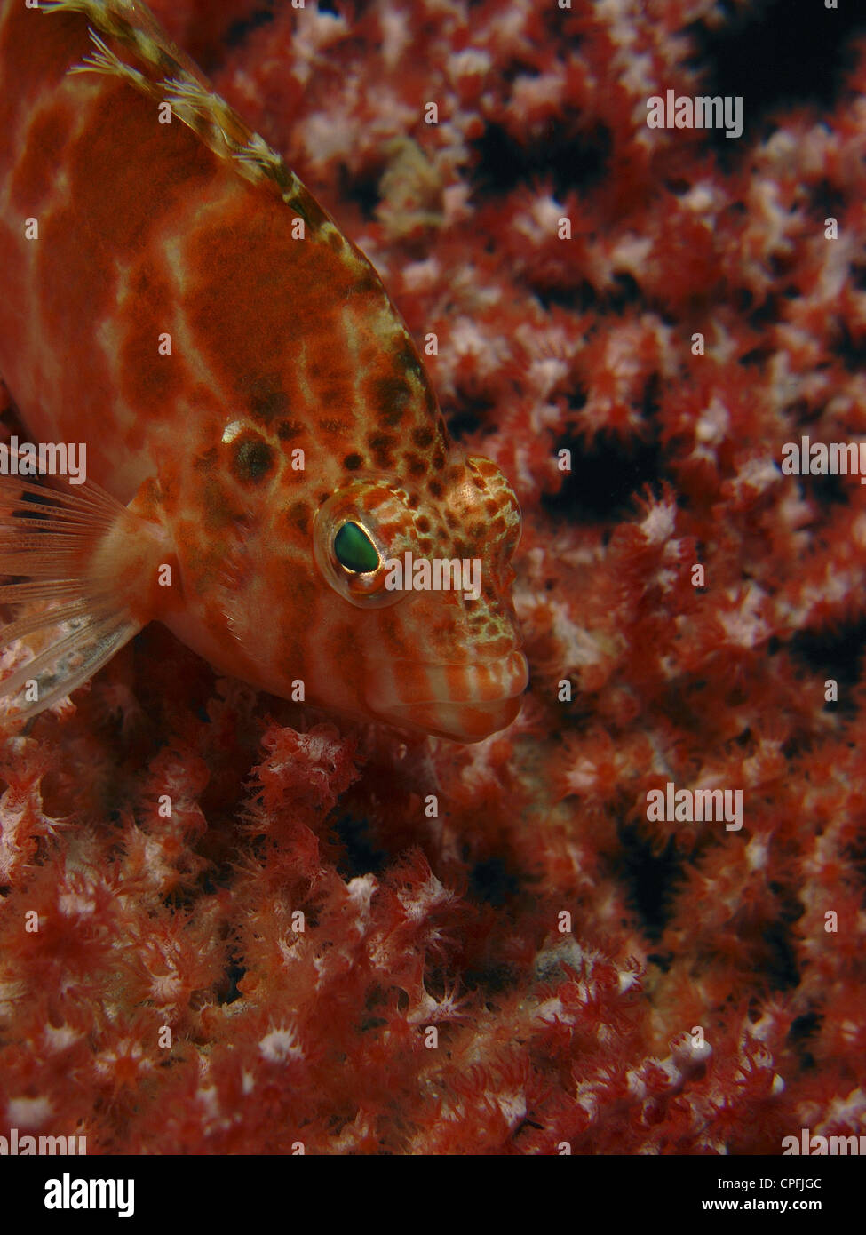 Pixie hawk hi-res stock photography and images - Alamy