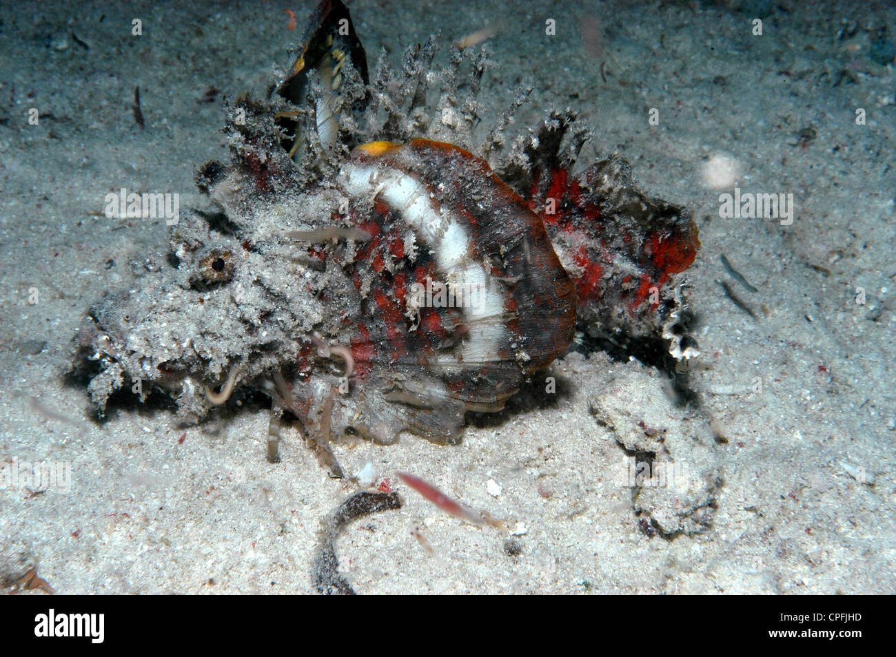 Fish inimicus japonicus hi-res stock photography and images - Alamy