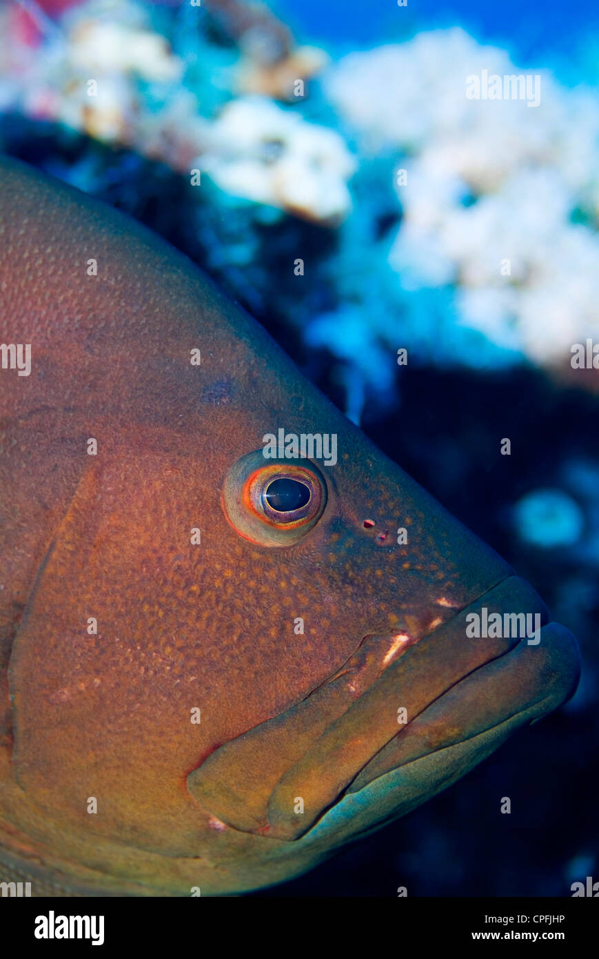 Redmouth grouper aethaloperca rogaa red sea hi-res stock photography ...
