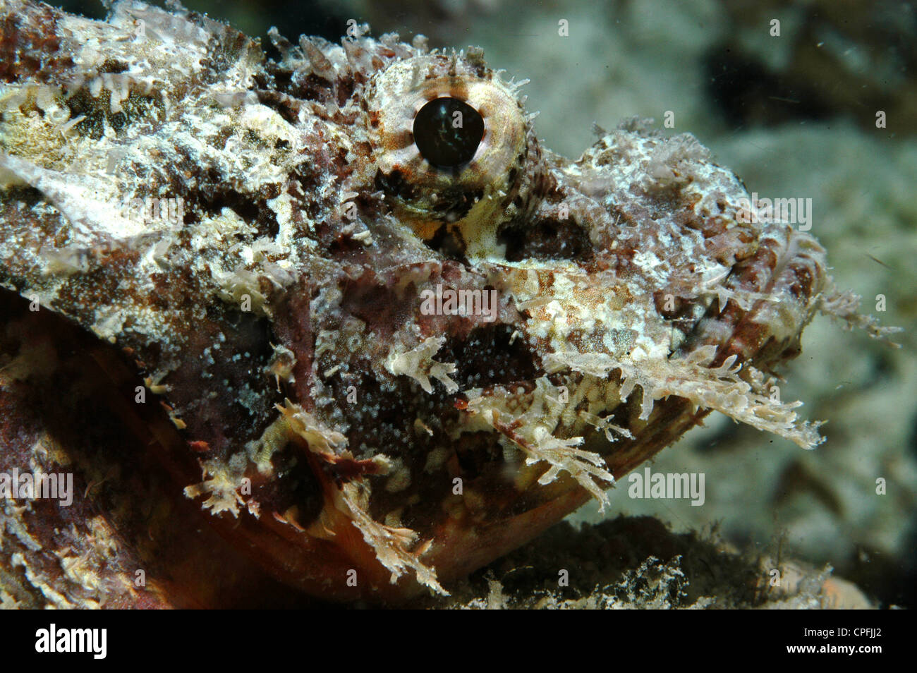 Bearded Scorpionfish Scorpaenopsis Barbatus Underwater High Resolution ...