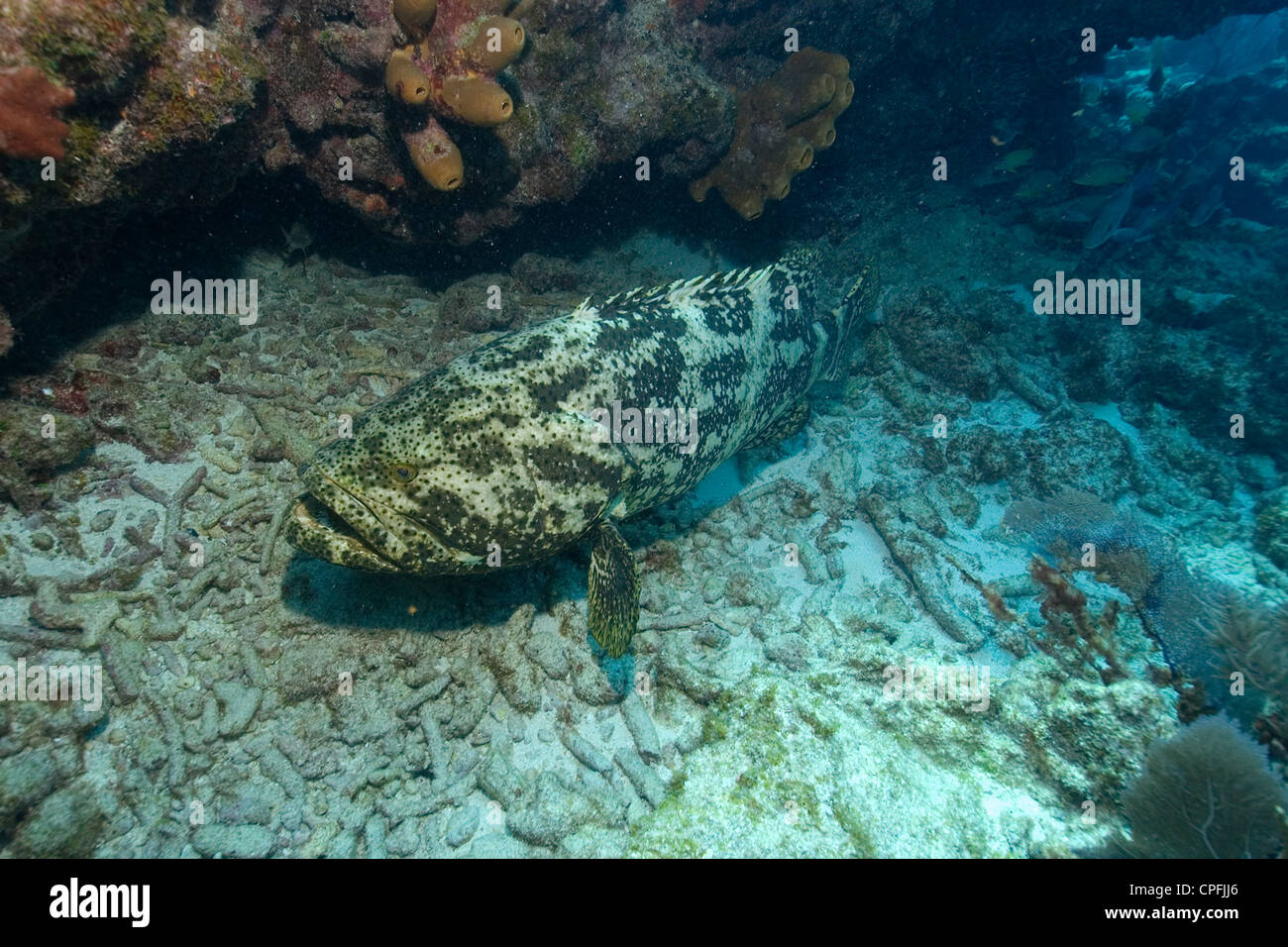 Goliath grouper epinephelus itajara hi-res stock photography and images ...
