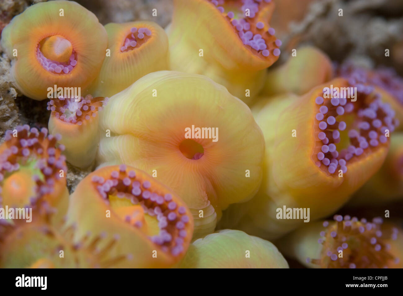 Corynactis viridis uk hi-res stock photography and images - Alamy