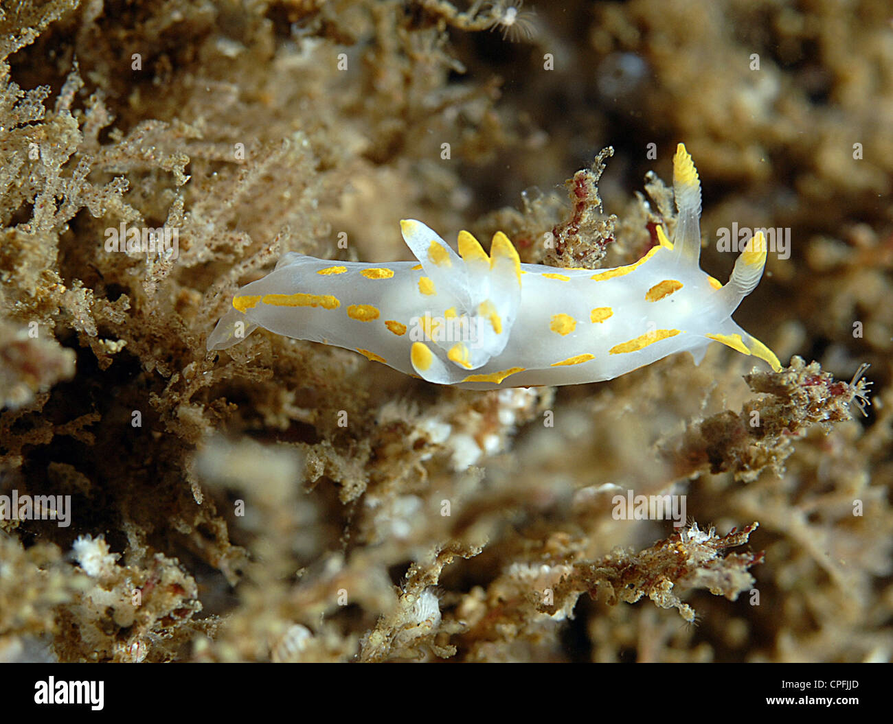 Nudibranch uk hi-res stock photography and images - Alamy
