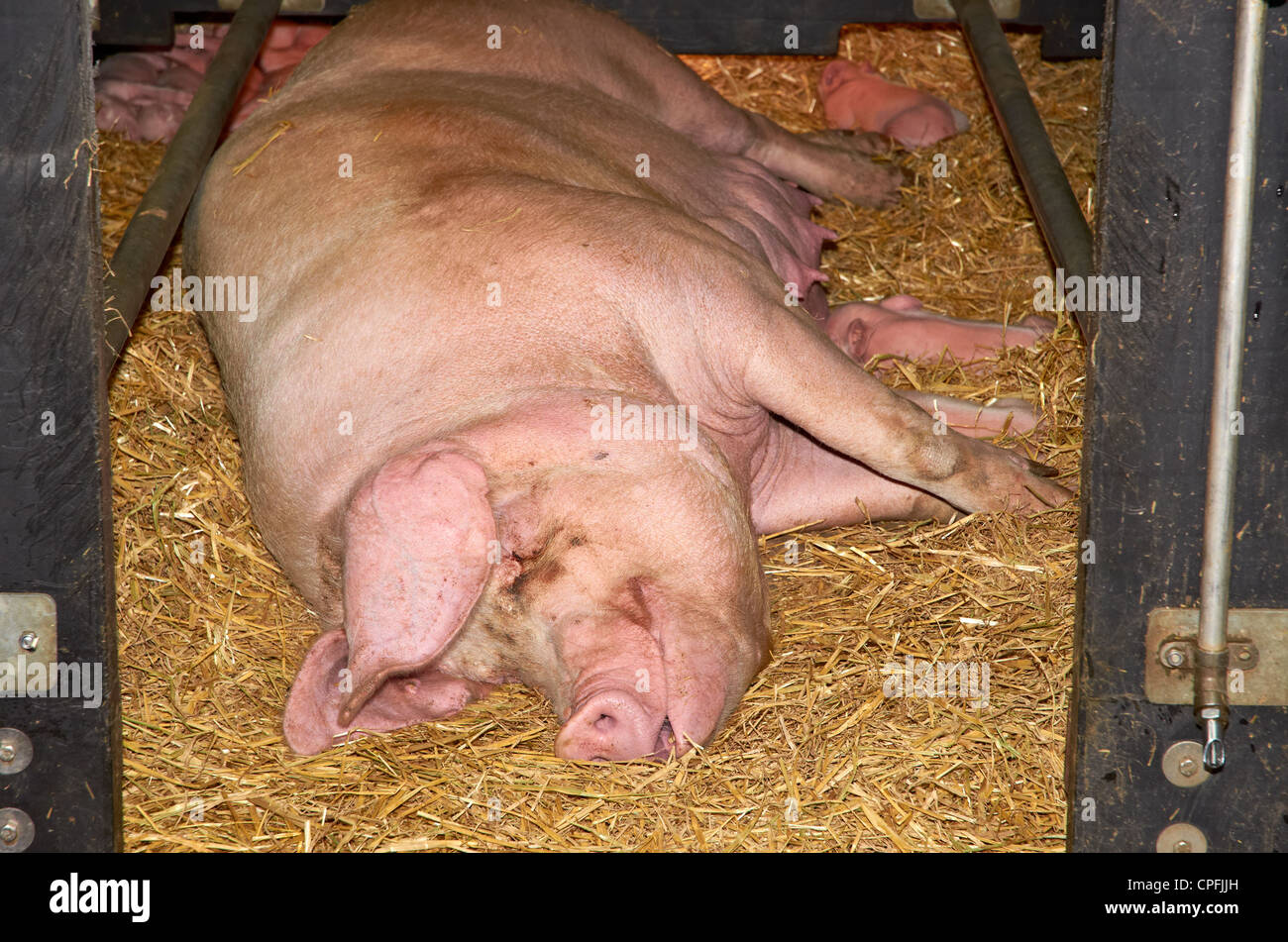 Large White Sow High Resolution Stock Photography and Images - Alamy