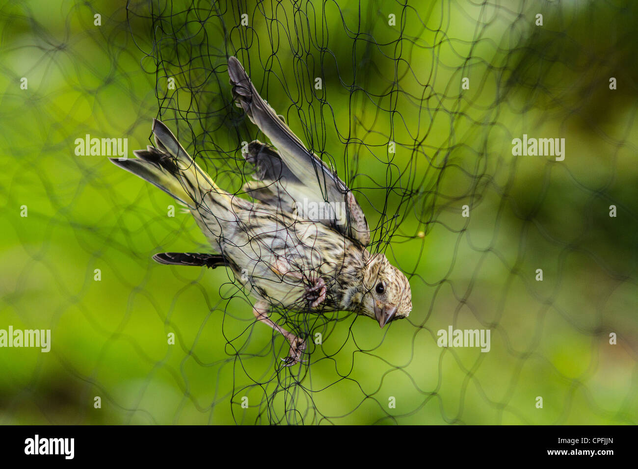 Siskin in a mist net as part of ringing process. During the ringing ...