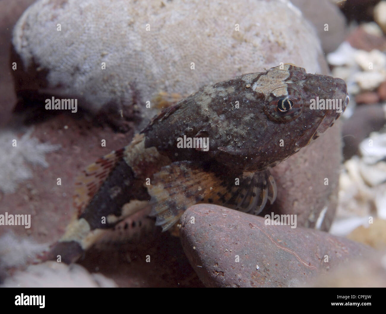 Short spined sea scorpion fish hi-res stock photography and images - Alamy