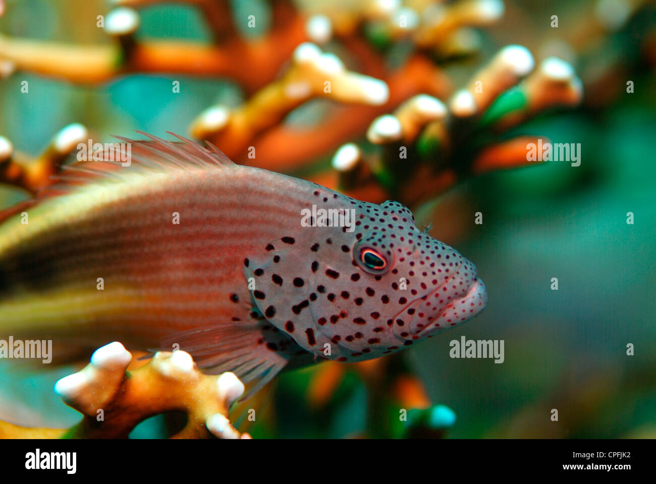 Forsters hawkfish hi-res stock photography and images - Alamy