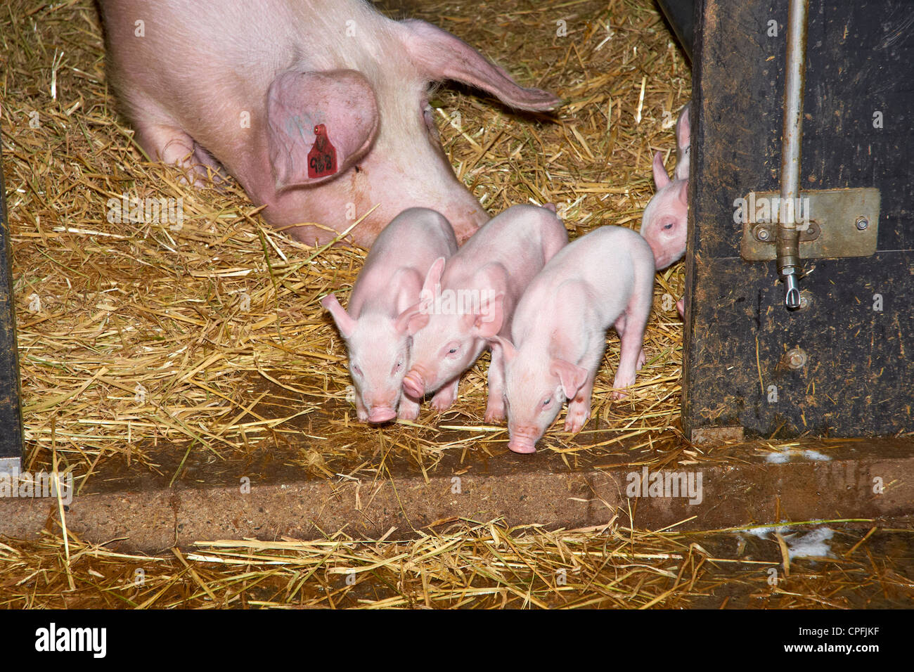 Large white sow and day old piglets in a modern farrowing pen Stock ...