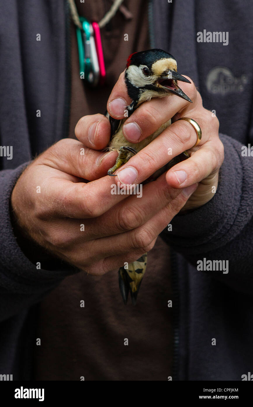 Woodpecker being ringed. During the ringing procedure a bird is ...