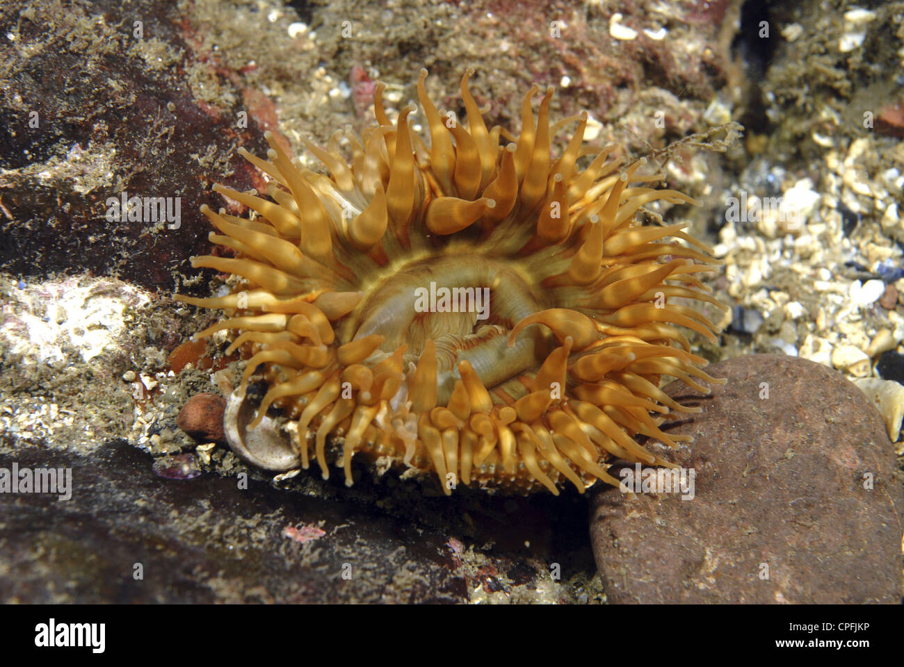 Dahlia anemone sea anemone urticina felina hi-res stock photography and ...