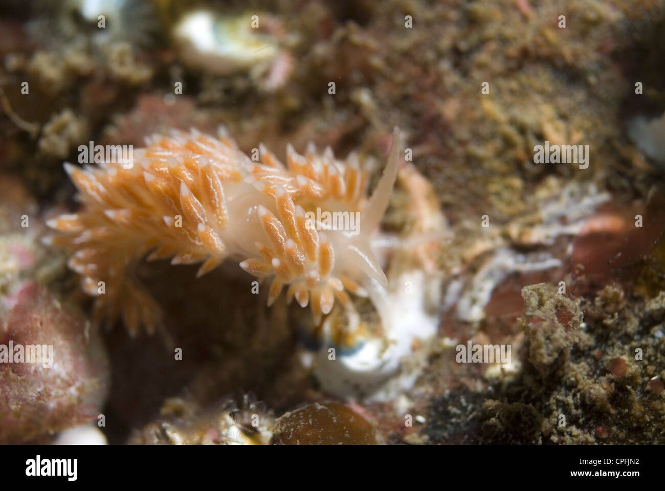 Coryphella High Resolution Stock Photography and Images - Alamy
