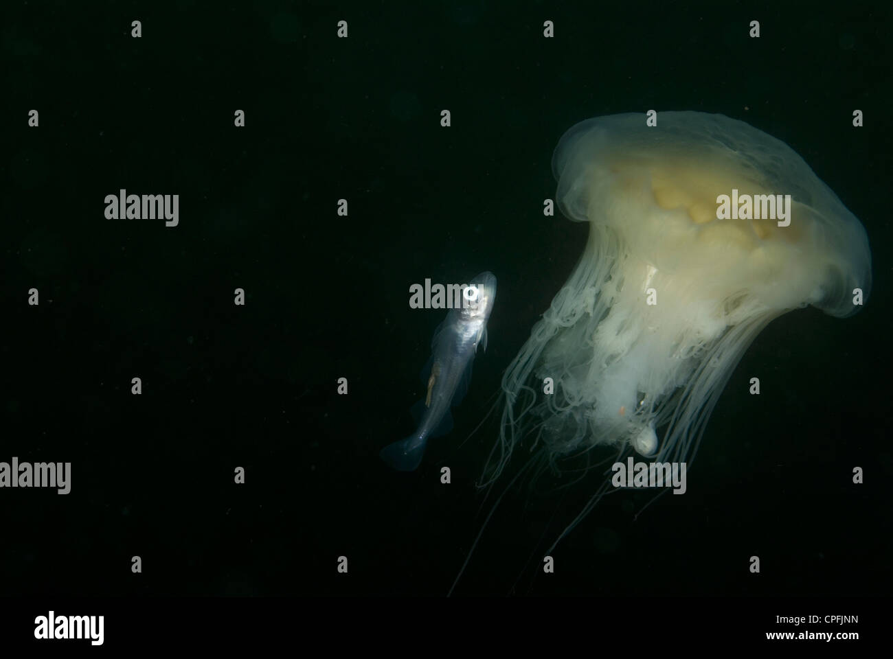Lions Mane Jellyfish Uk High Resolution Stock Photography and Images ...