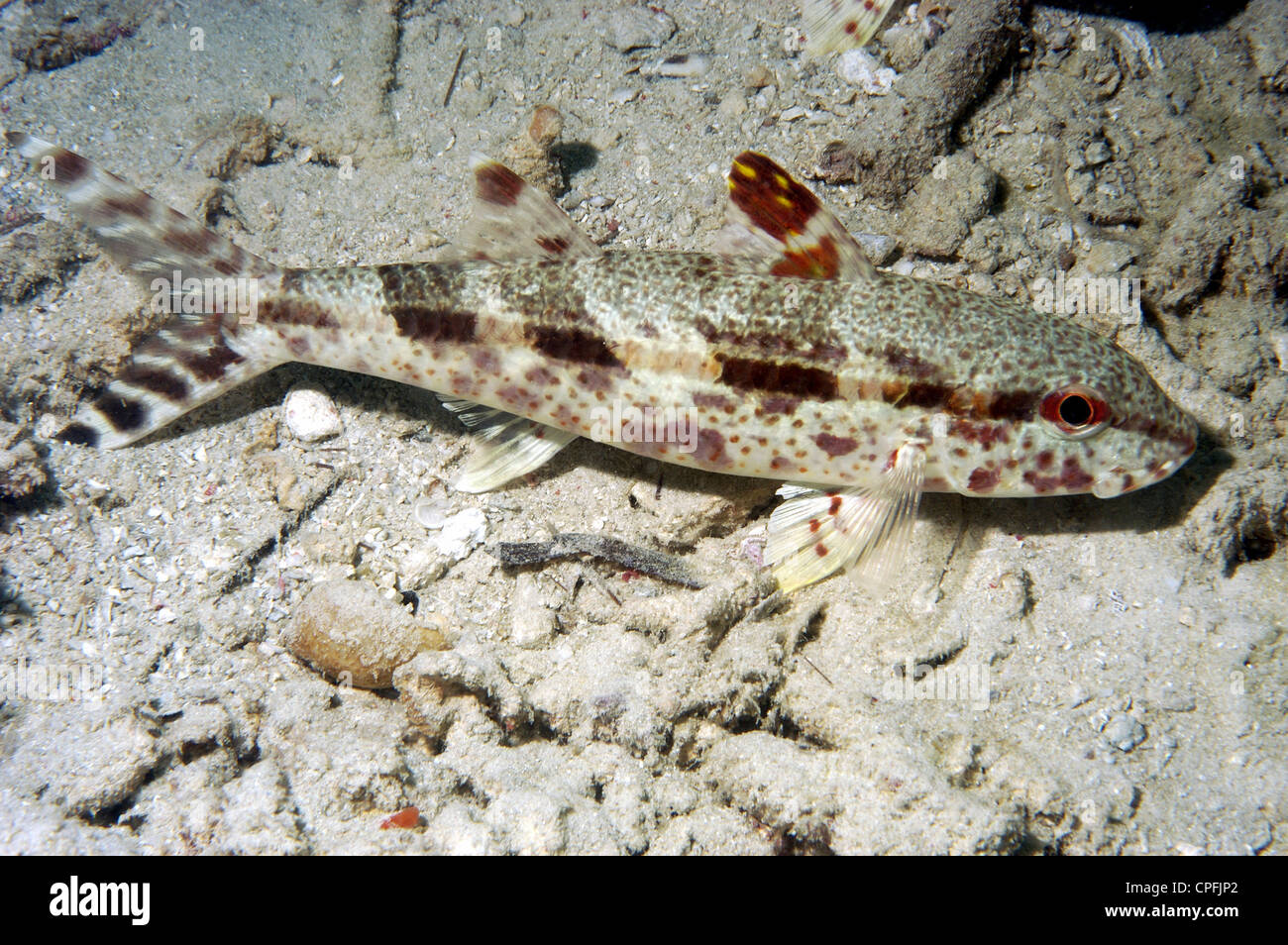 Goat fishes hi-res stock photography and images - Alamy
