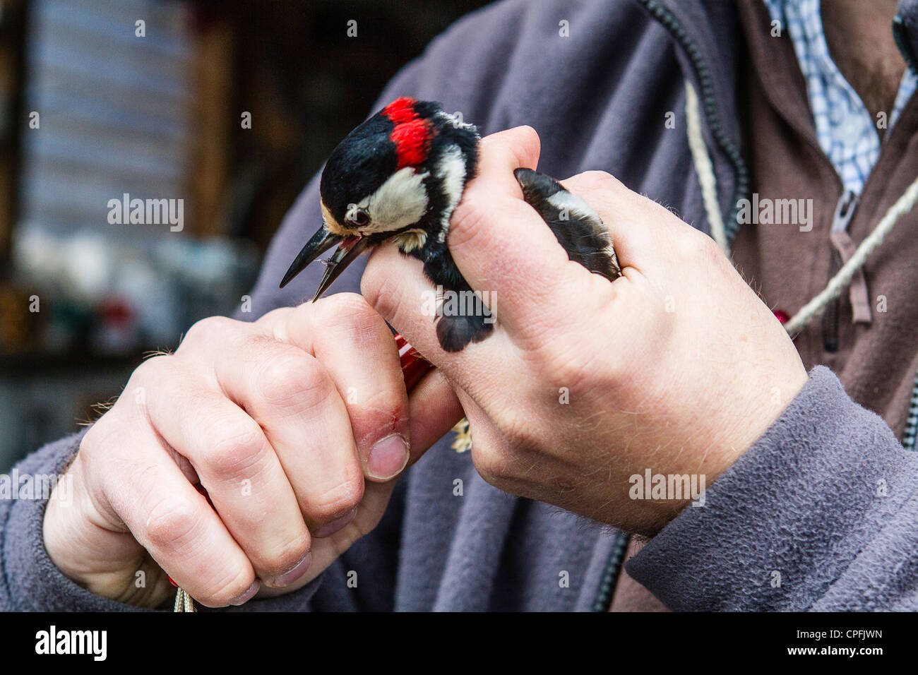 Woodpecker being ringed. During the ringing procedure a bird is ...