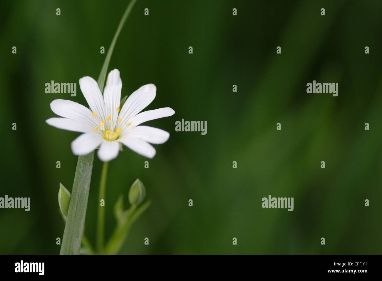 Common Stitchwort High Resolution Stock Photography and Images - Alamy
