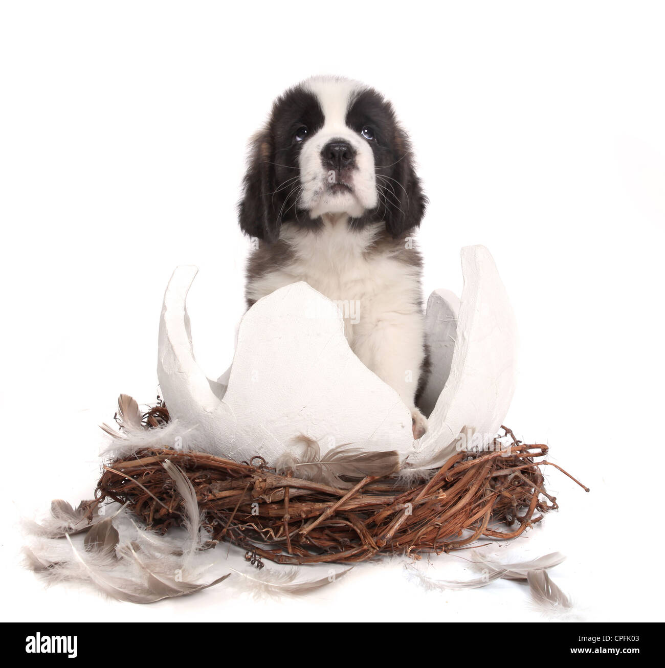 Adorable Saint Bernard Purebred Puppy Stock Photo - Alamy