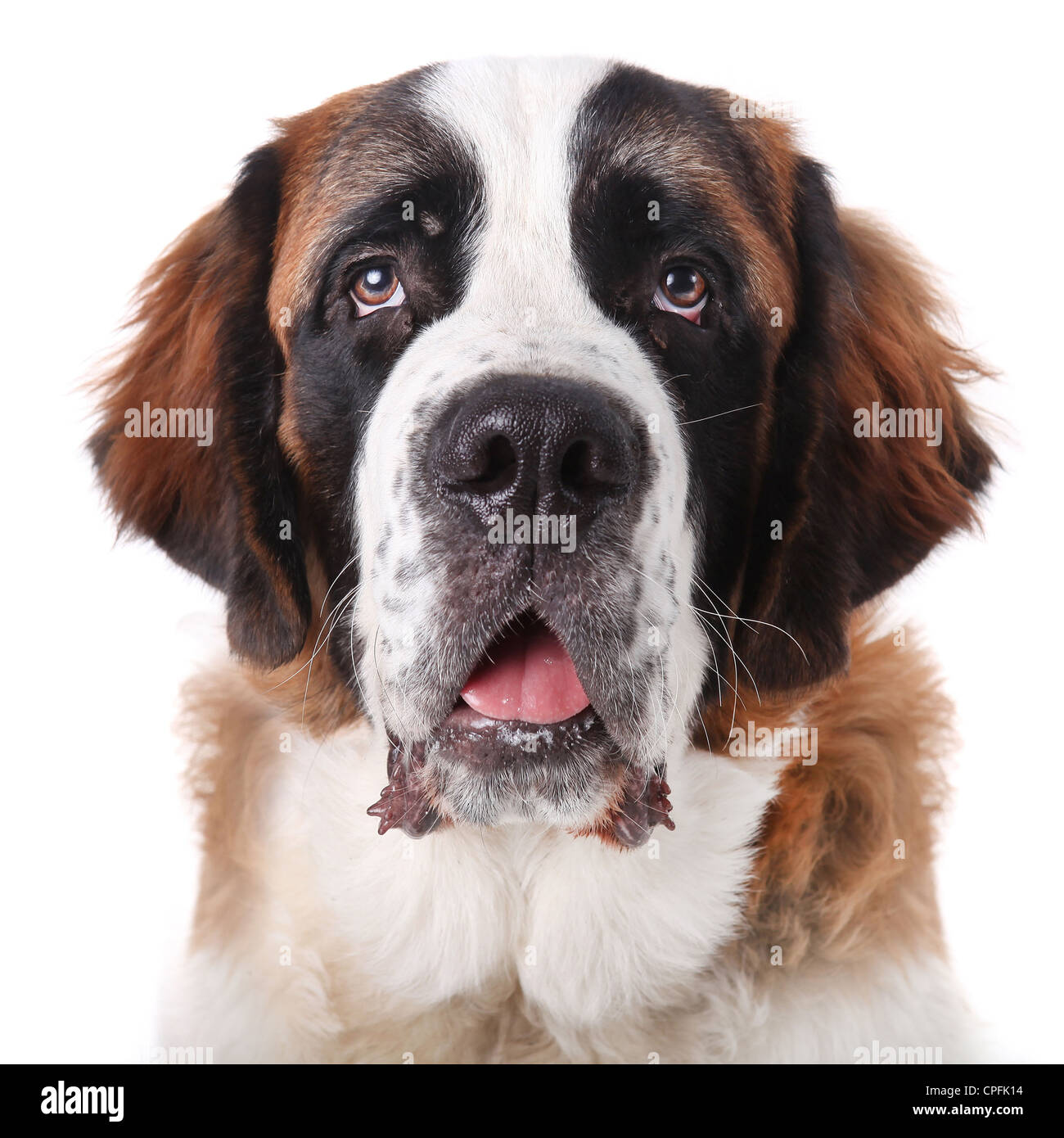 Saint bernard dog hi-res stock photography and images - Alamy