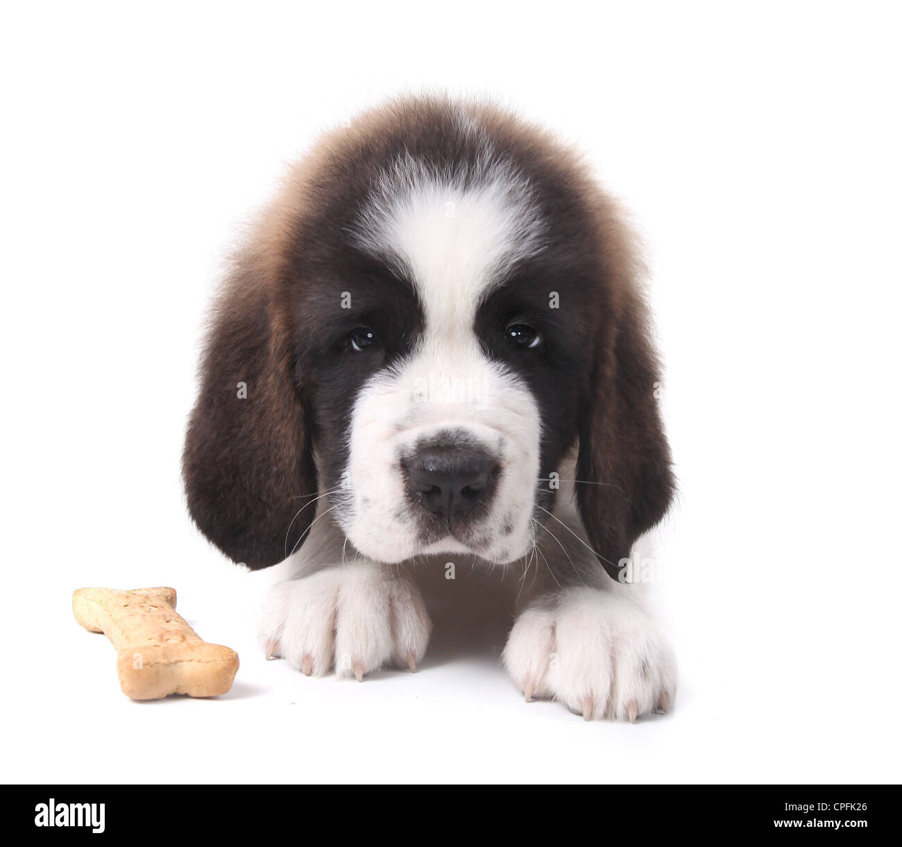 Adorable Saint Bernard Purebred Puppy Stock Photo - Alamy