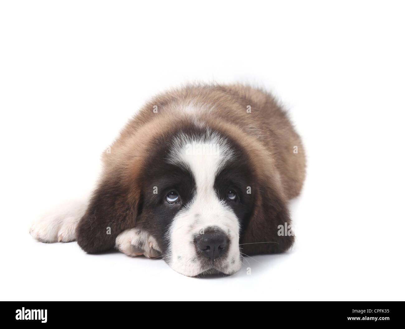 Adorable Saint Bernard Purebred Puppy Stock Photo - Alamy