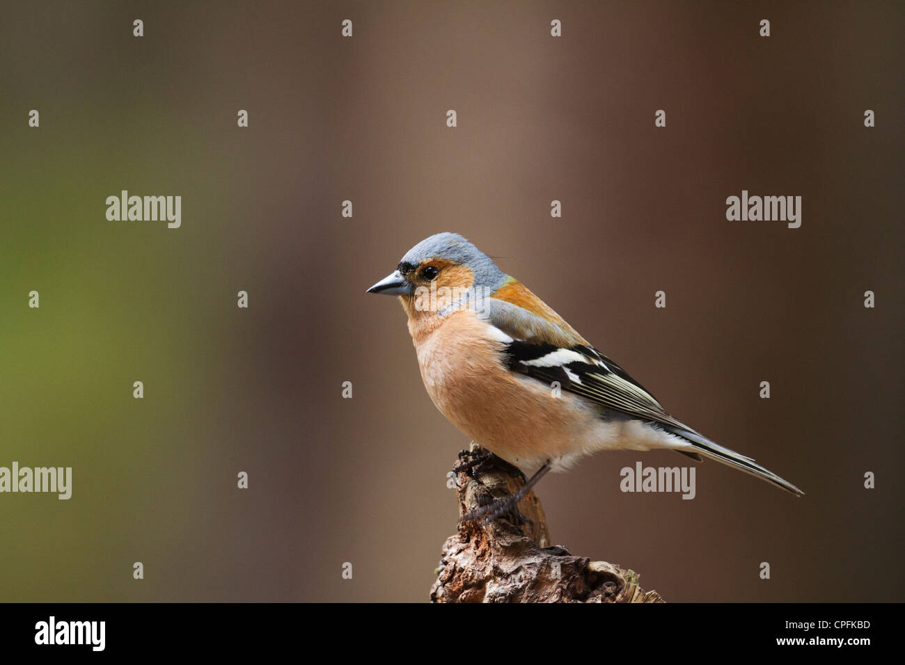 Male chaffinch perching Stock Photo - Alamy