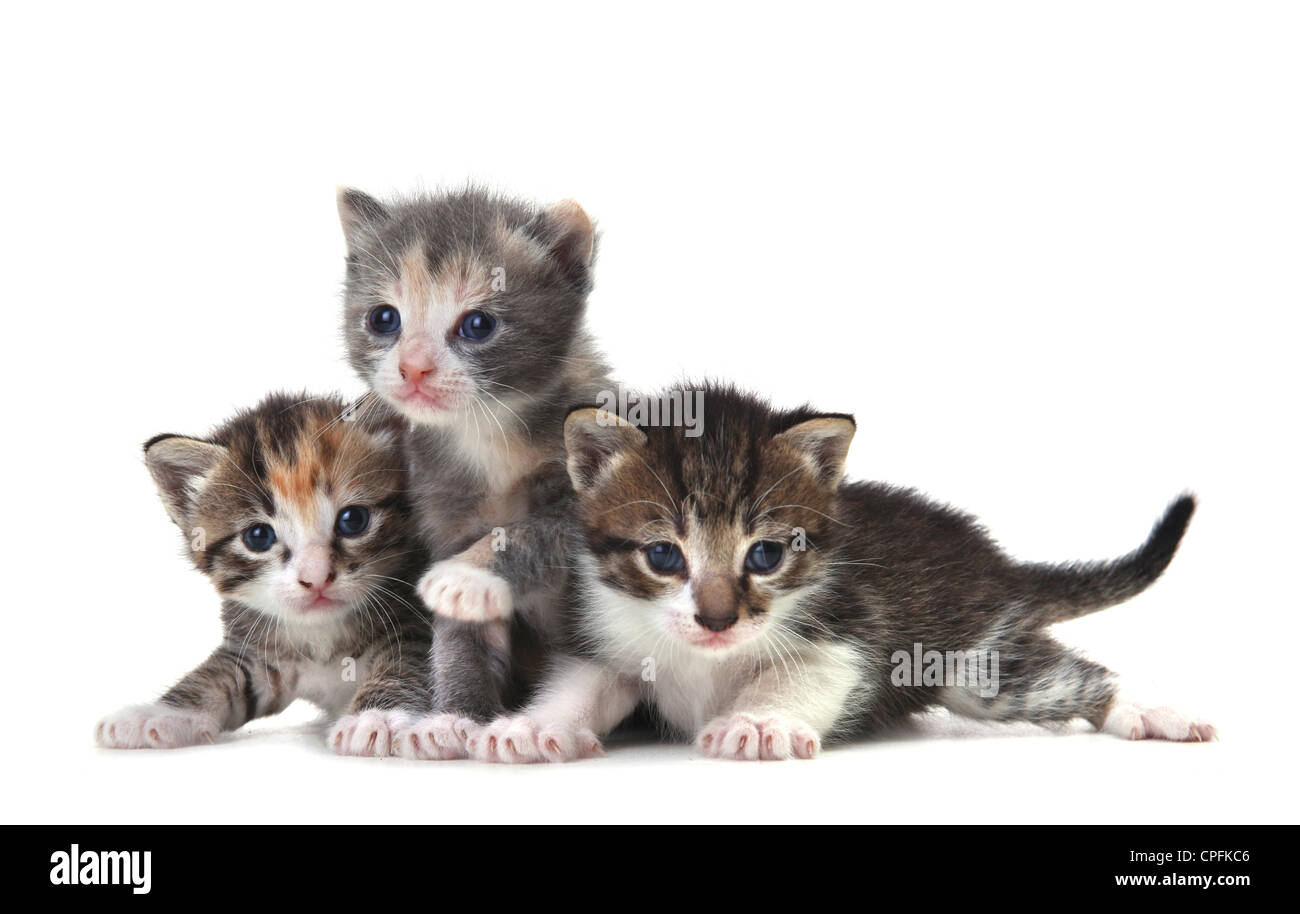 Adorable Cute and Playful Kitten Stock Photo - Alamy