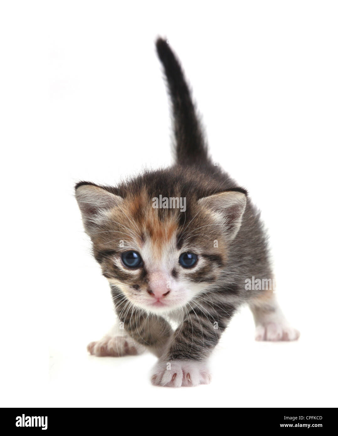 Adorable Cute and Playful Kitten Stock Photo - Alamy