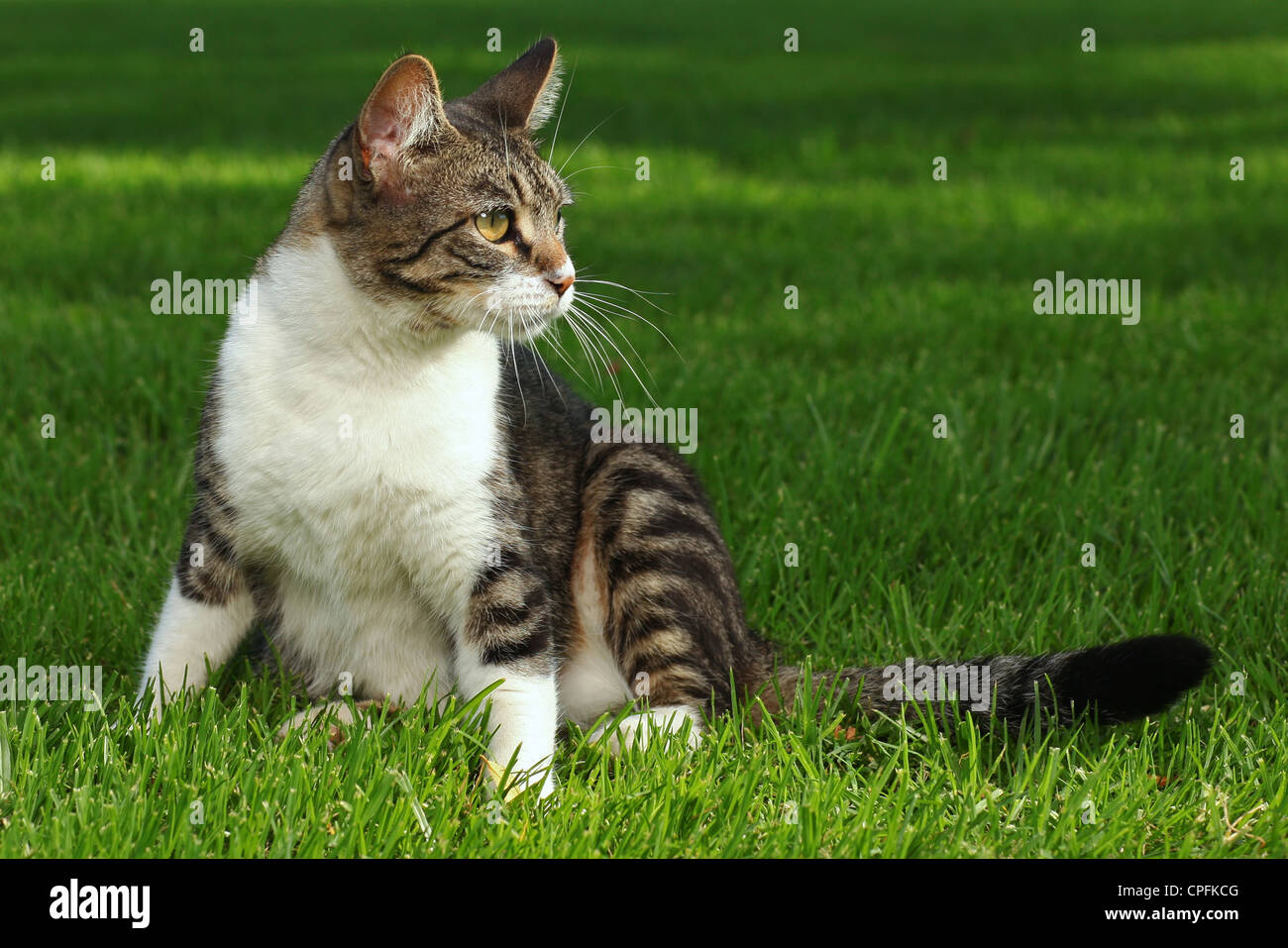 Adorable Cute and Playful Kitten Stock Photo - Alamy