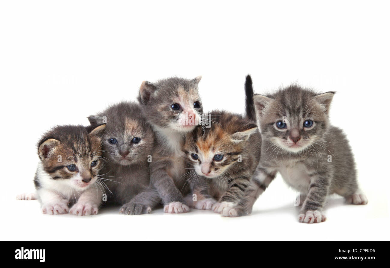 Adorable Cute and Playful Kitten Stock Photo - Alamy