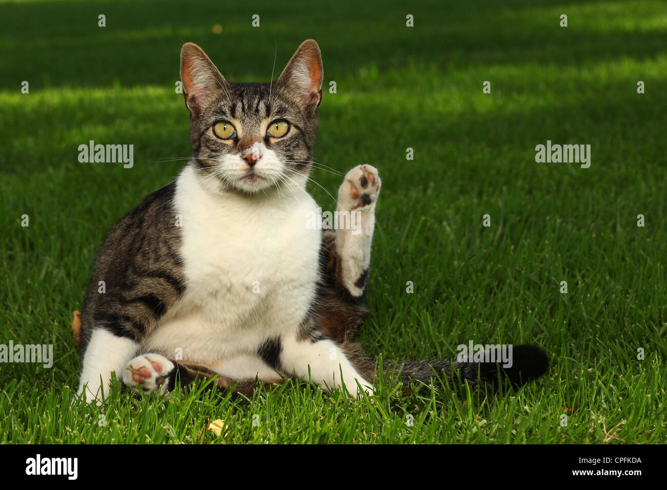 Adorable Cute and Playful Kitten Stock Photo - Alamy