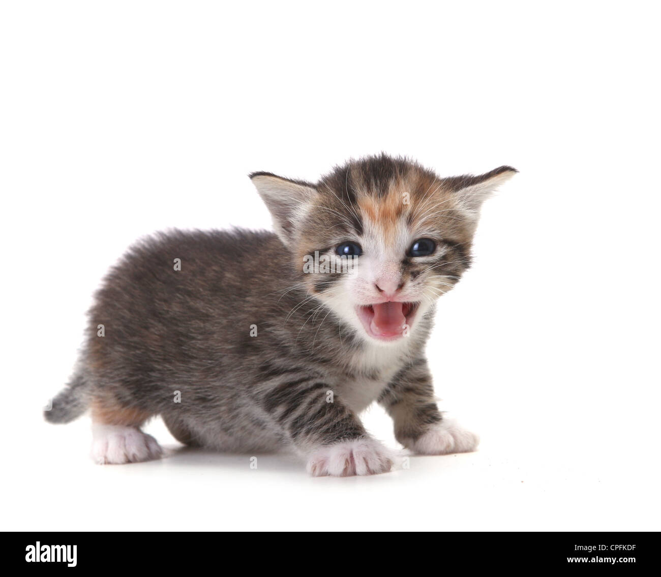 Adorable Cute and Playful Kitten Stock Photo - Alamy