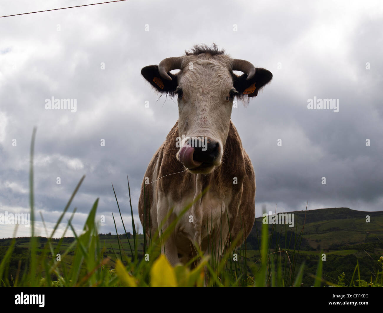 Cow with tong out seen from bellow Stock Photo - Alamy