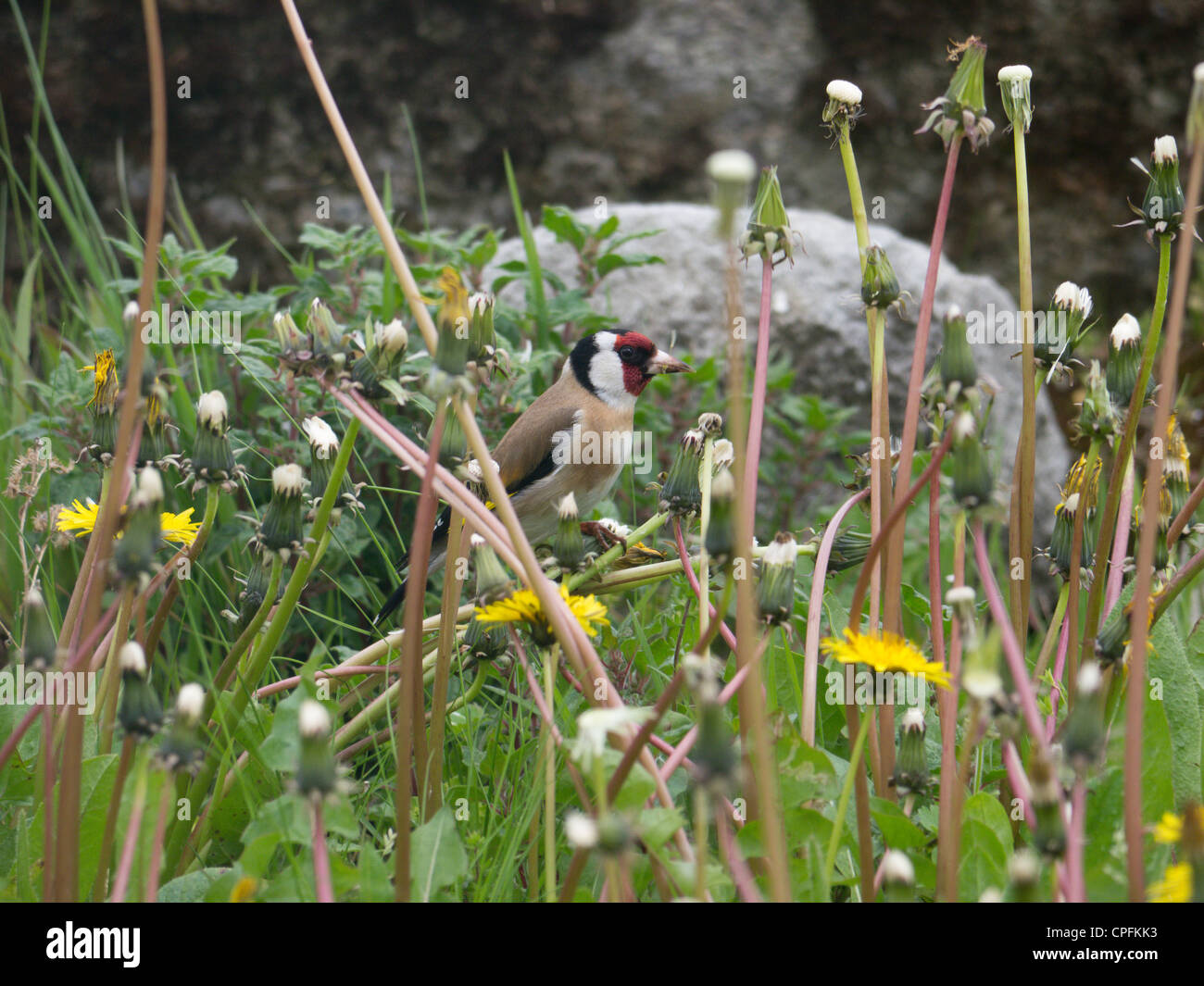 A European Goldfinch among dandelions Stock Photo - Alamy