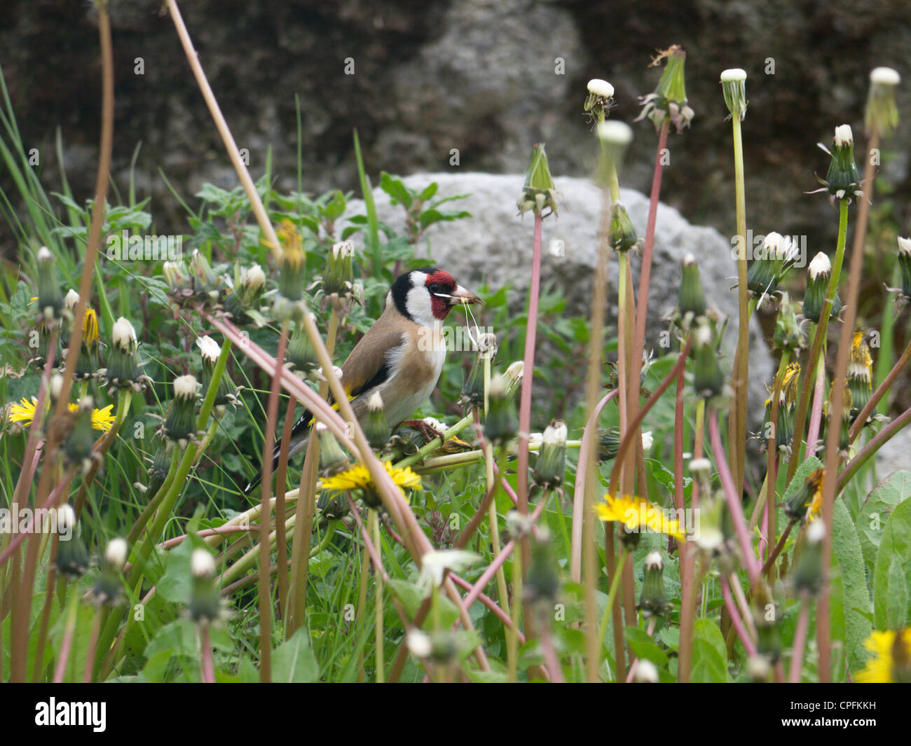 A European Goldfinch among dandelions Stock Photo - Alamy