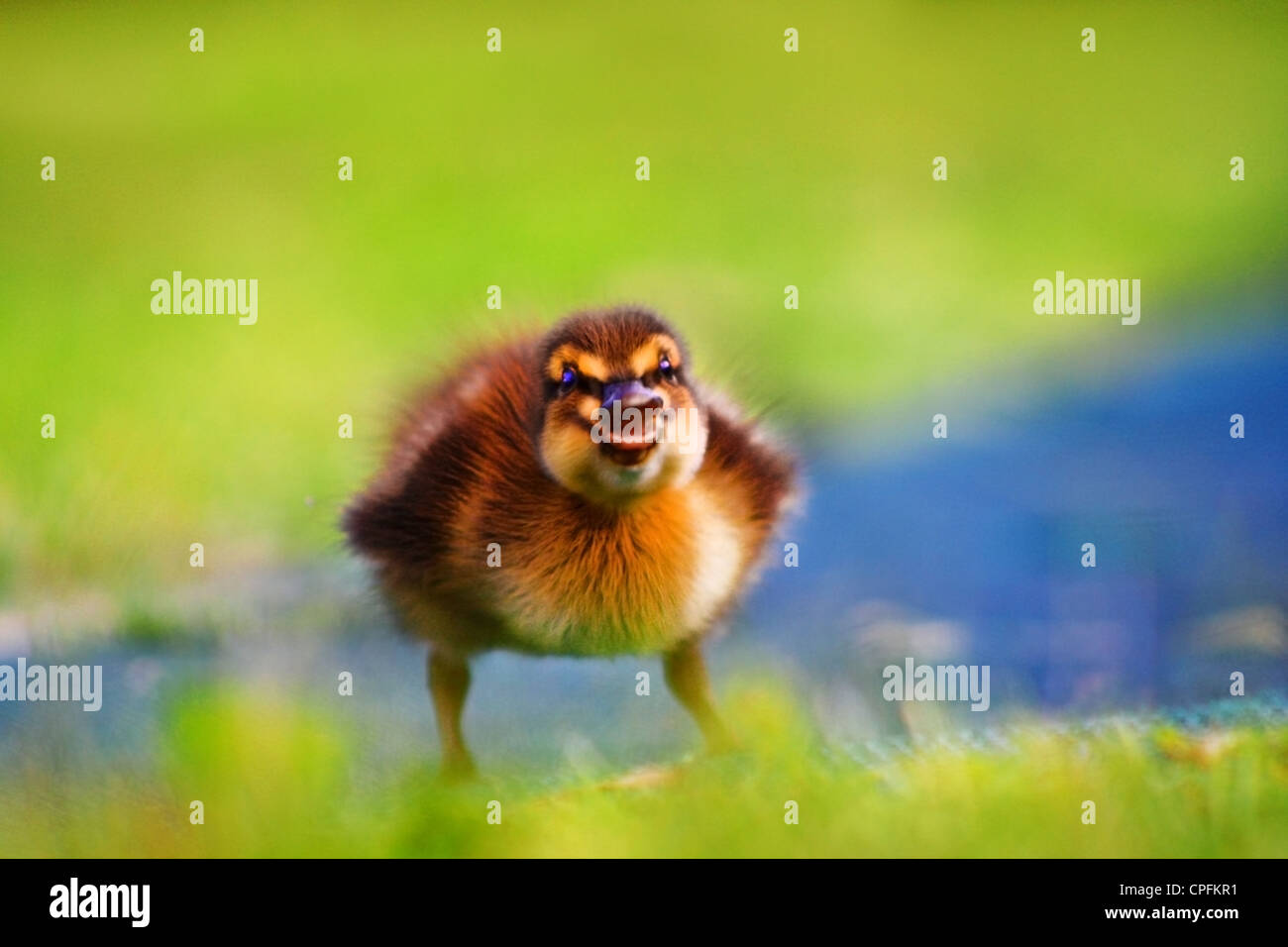 Cheeky duck hi-res stock photography and images - Alamy