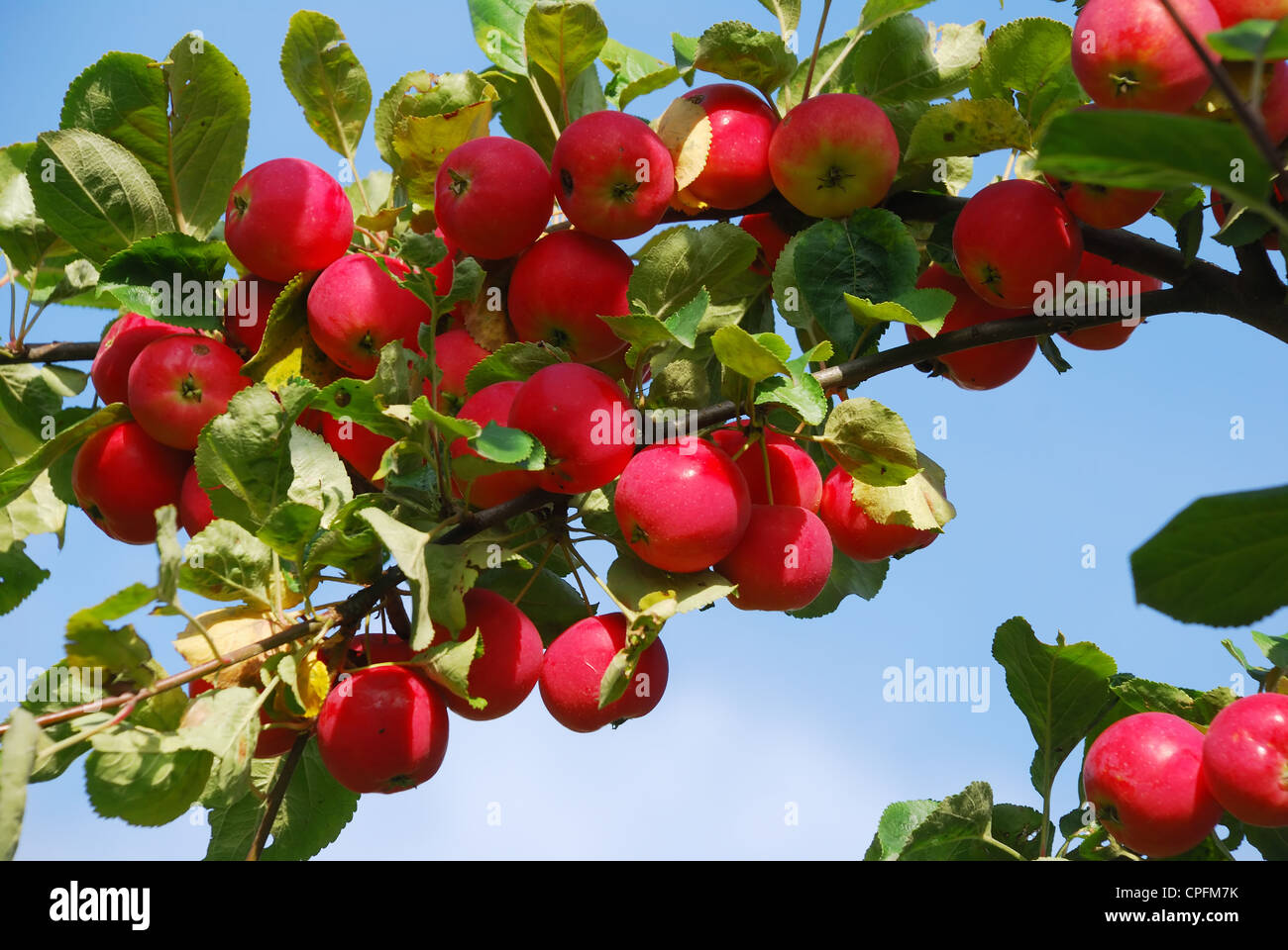 apple-tree branch with lots of ruddy apples Stock Photo - Alamy