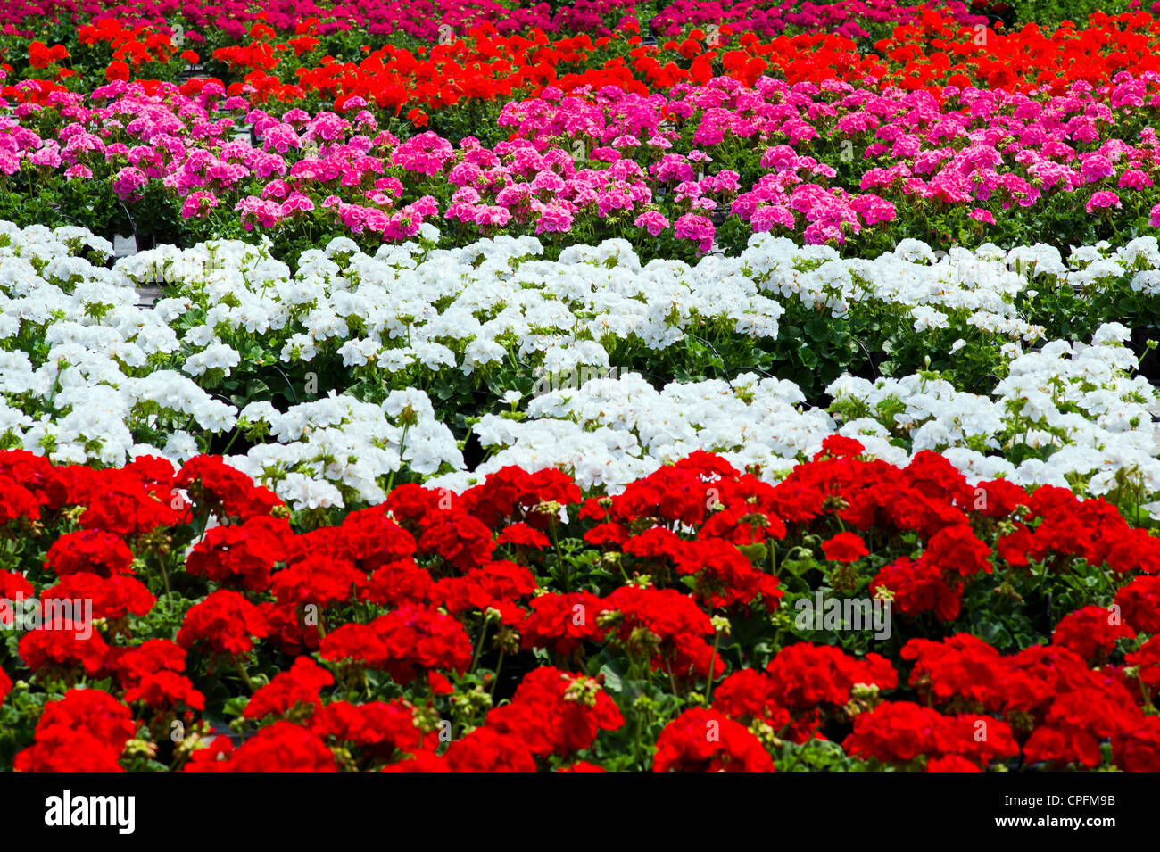Fresh spring Geranium flowers for sale at a small town nursery Stock ...
