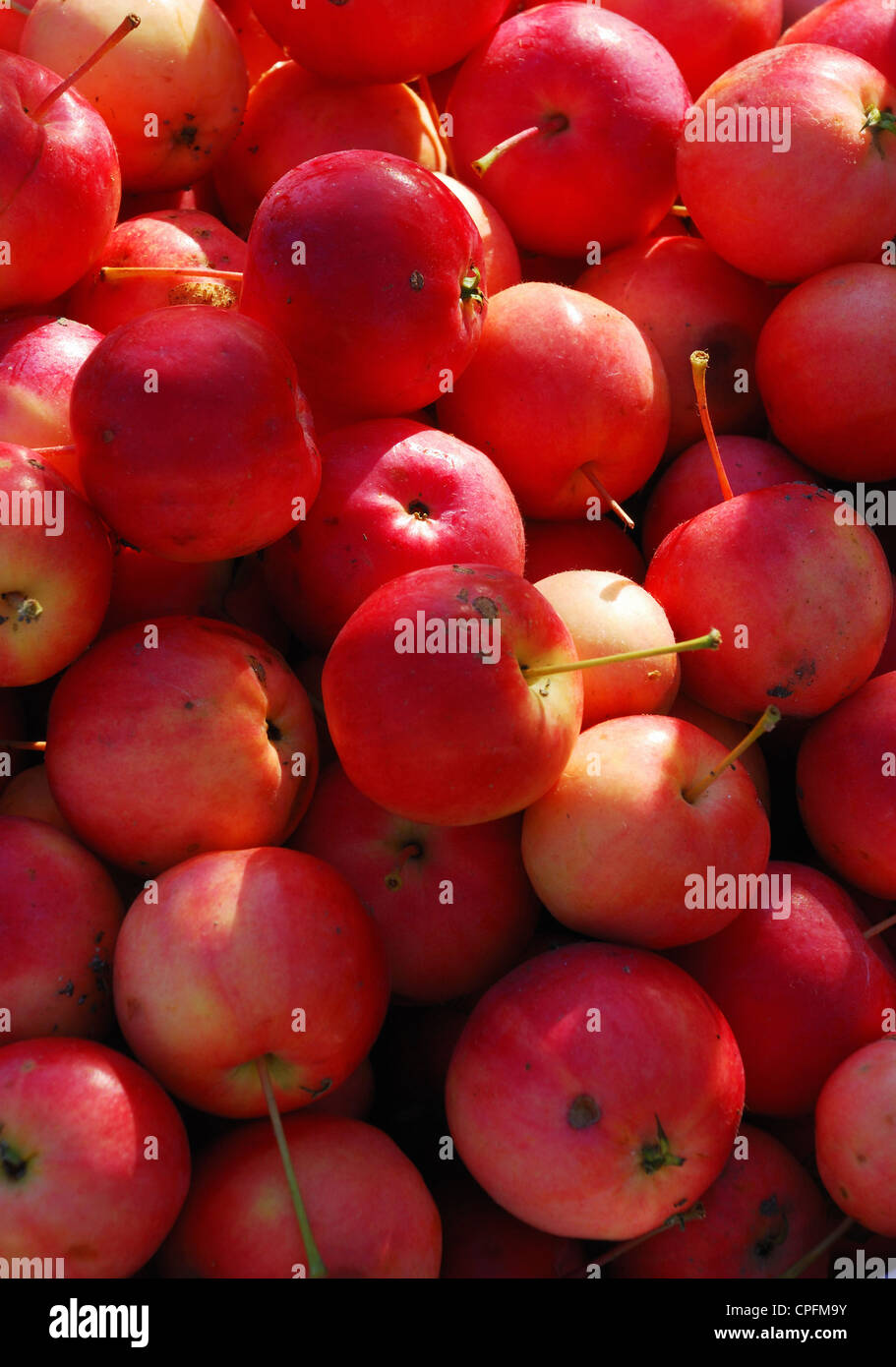 close-up of fresh red apples full frame Stock Photo - Alamy