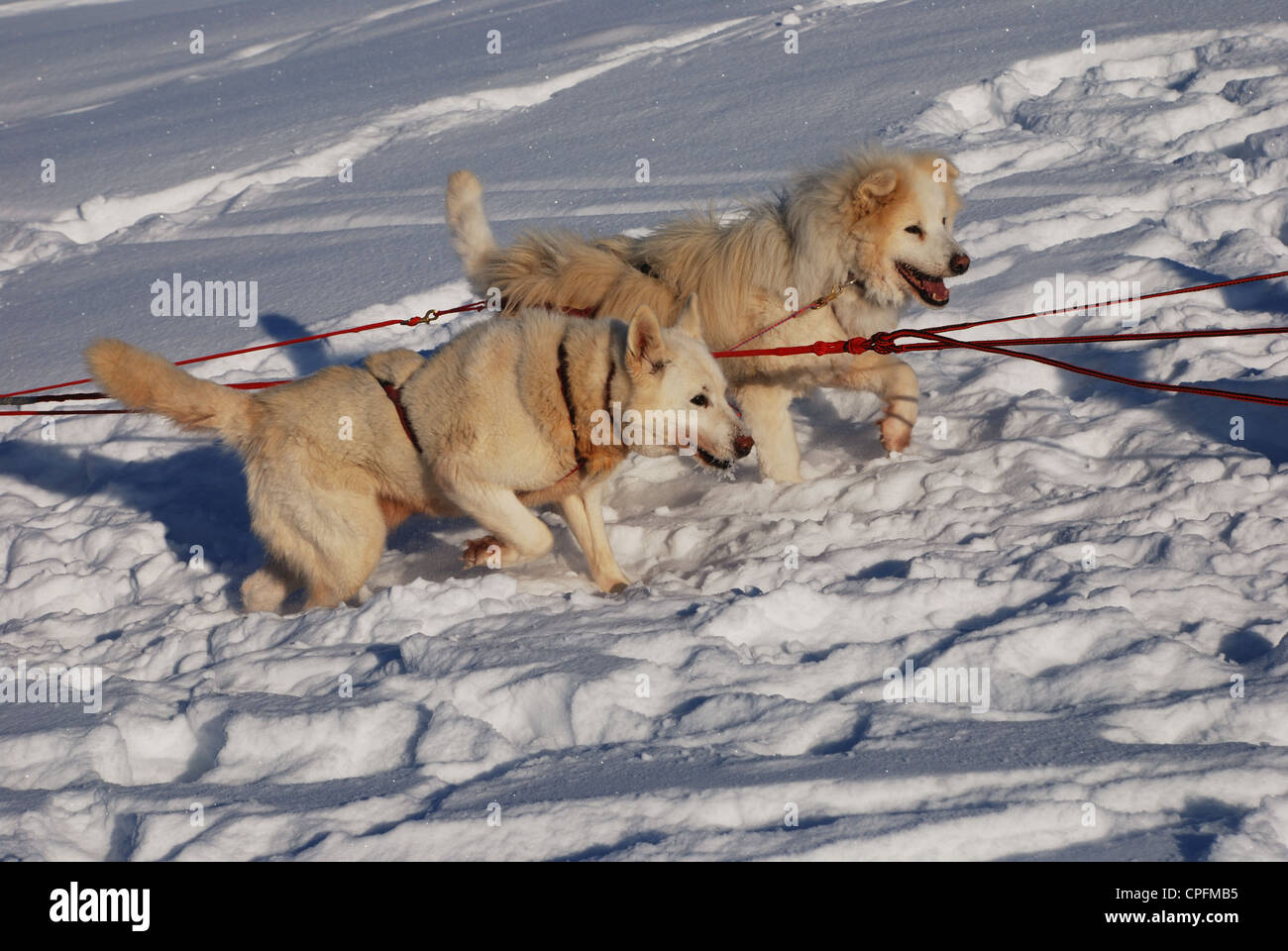 Two huskies hi-res stock photography and images - Alamy