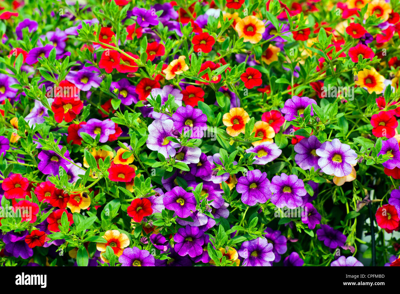 Petunia hi-res stock photography and images - Alamy