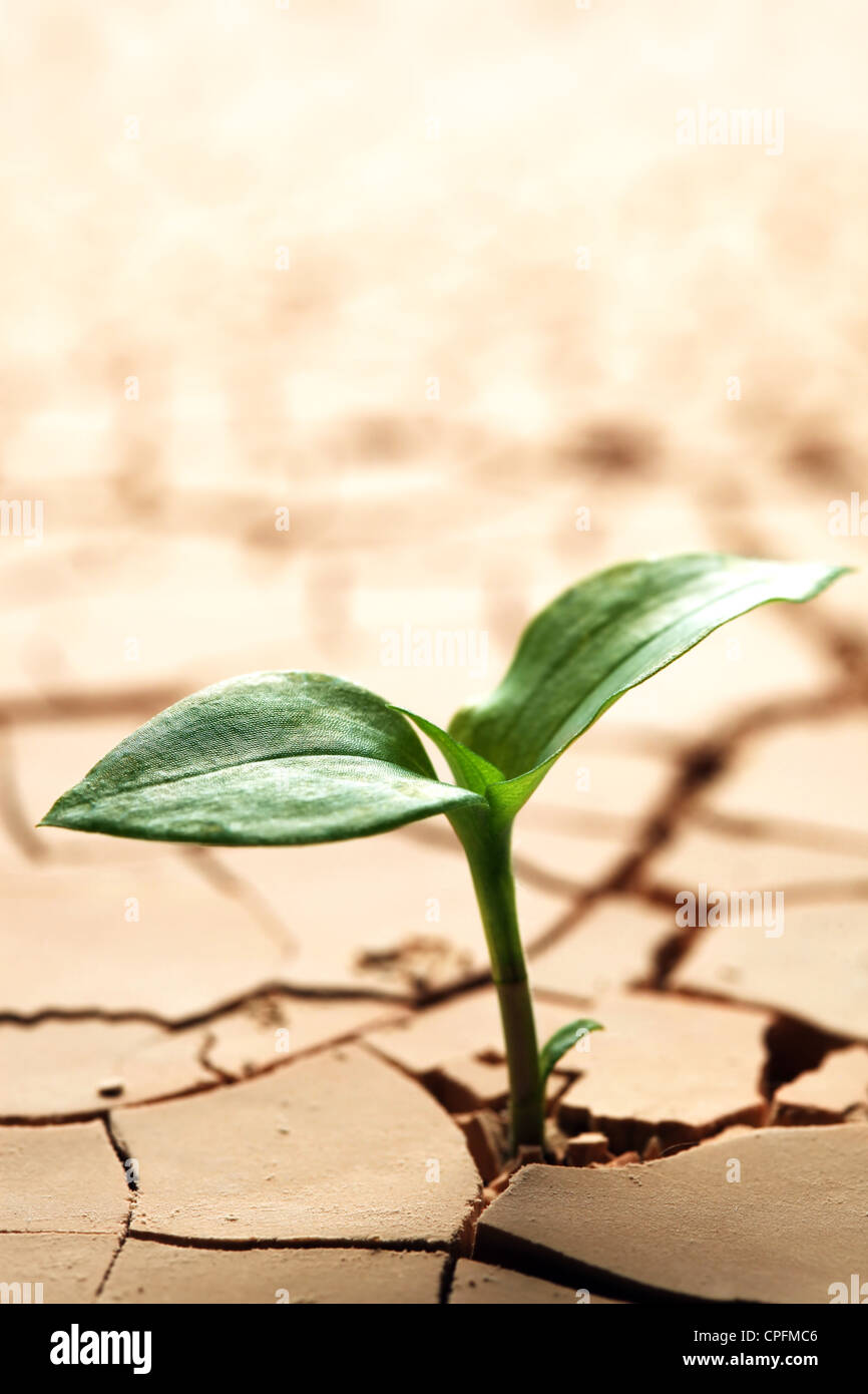 Barren plant hi-res stock photography and images - Alamy