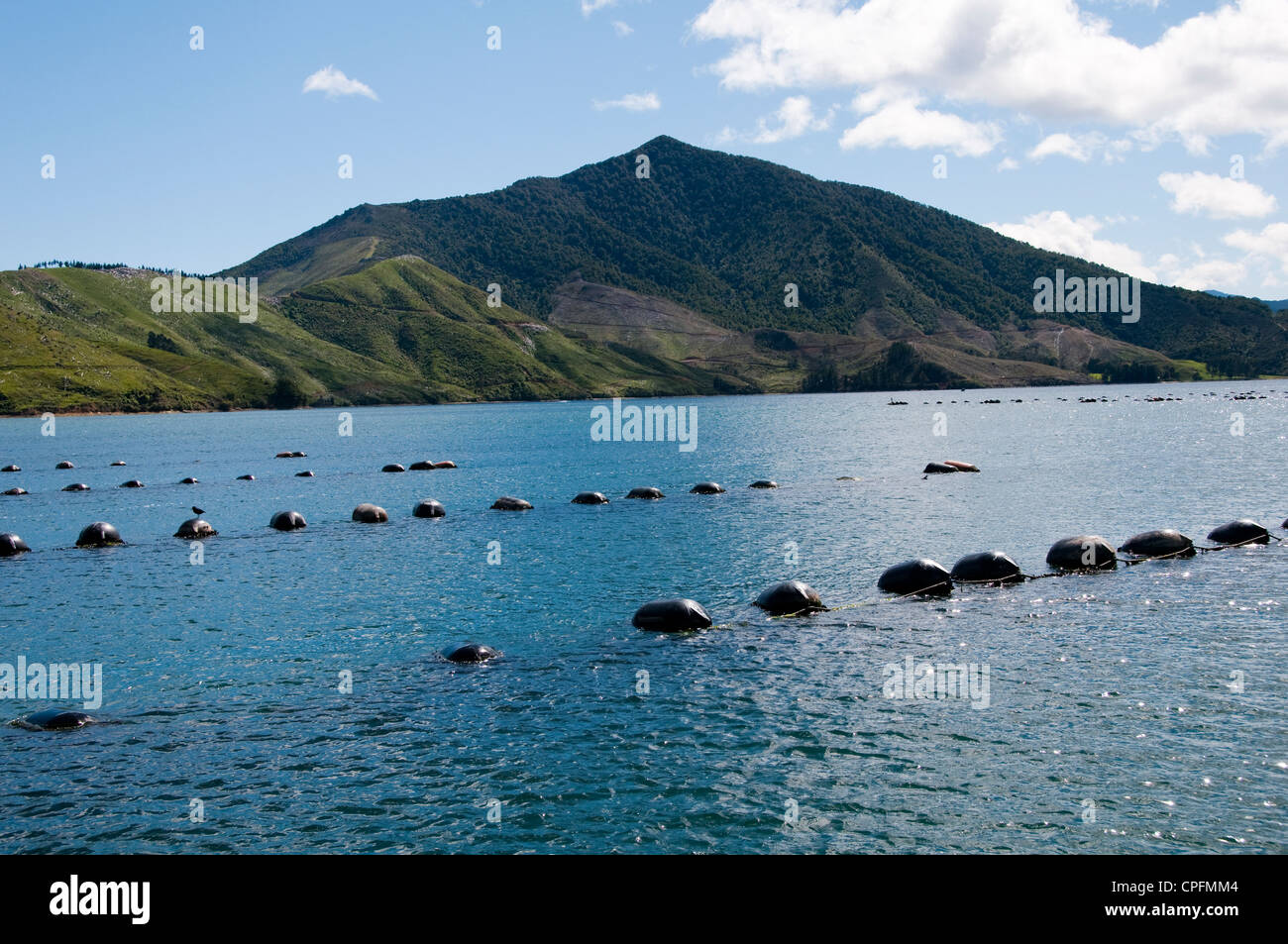 Green mussel farming hi-res stock photography and images - Alamy