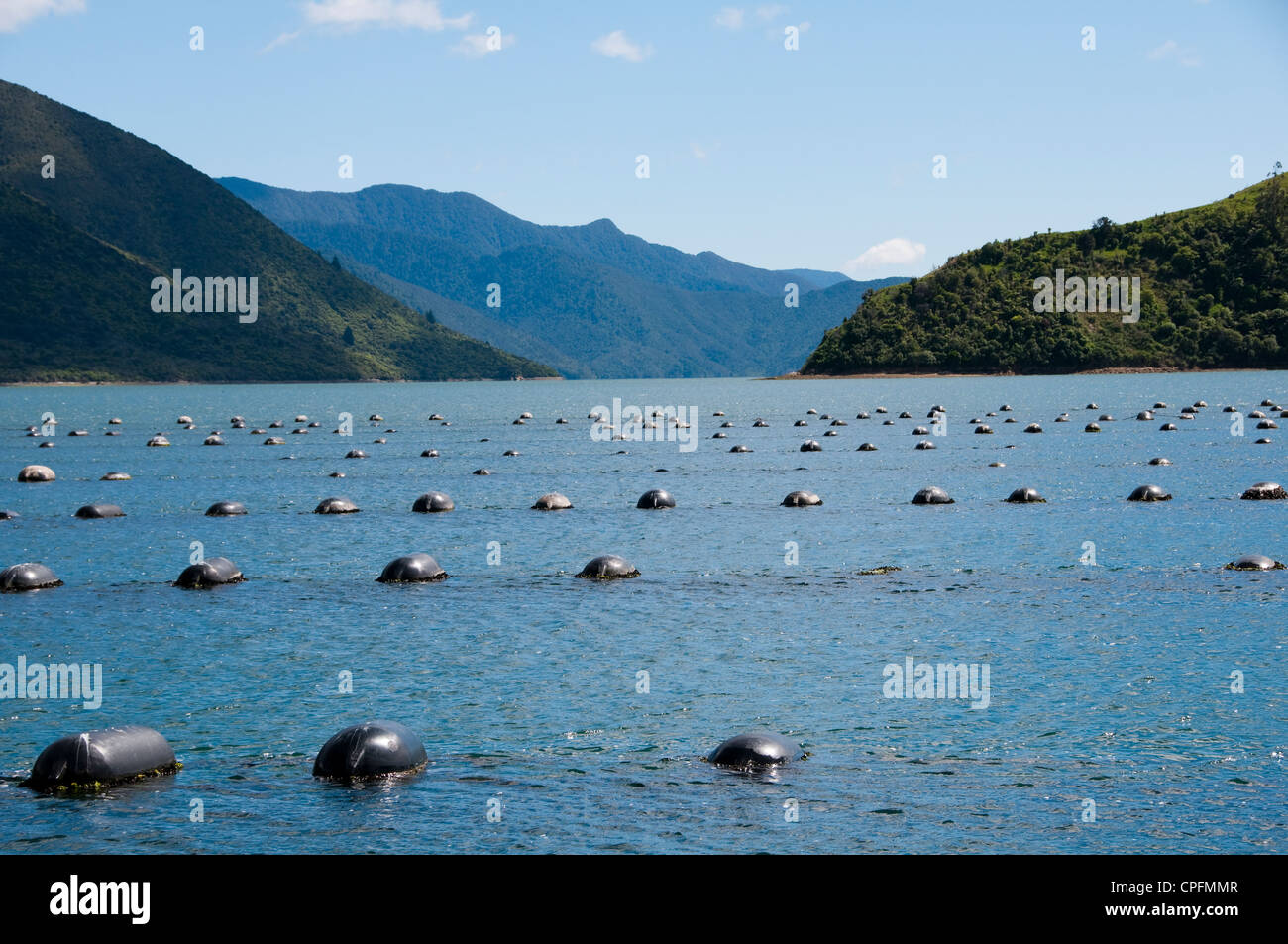 New Zealand South Island Marlborough, Green Mussel Cruise out of ...