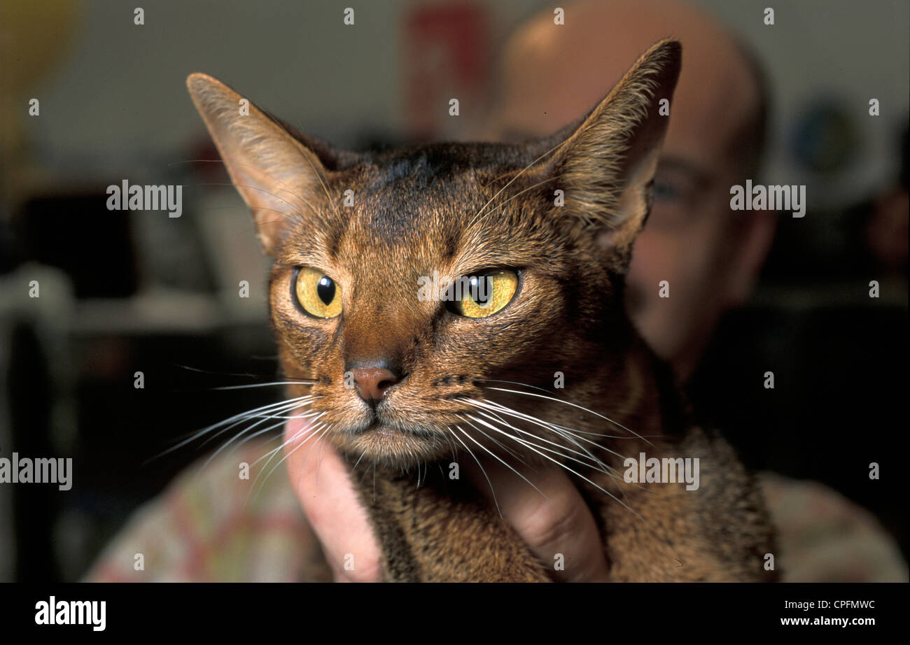 Abyssin Cat, Felis catus, Felidae, Carnivora, Mammalia Stock Photo - Alamy