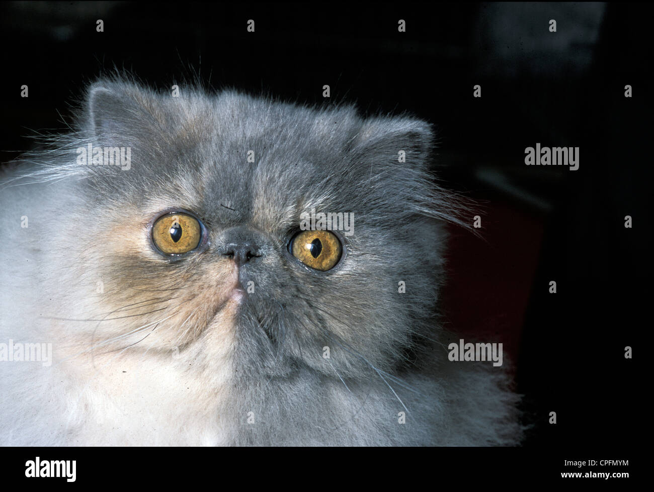 Bicolor Persian Cat, Felis catus, Felidae, Carnivora, Mammalia Stock ...