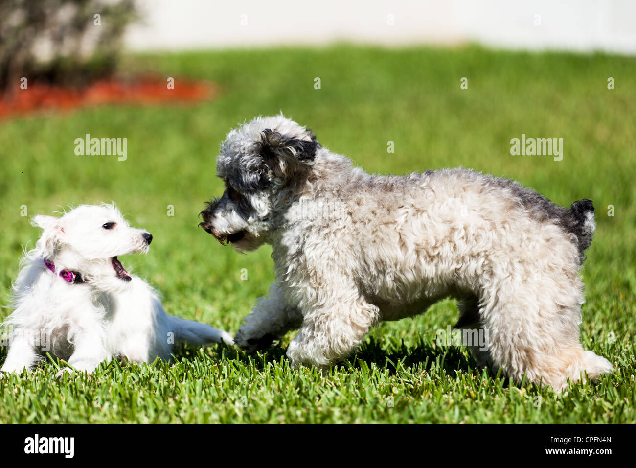 Two schnoodles playing Stock Photo - Alamy