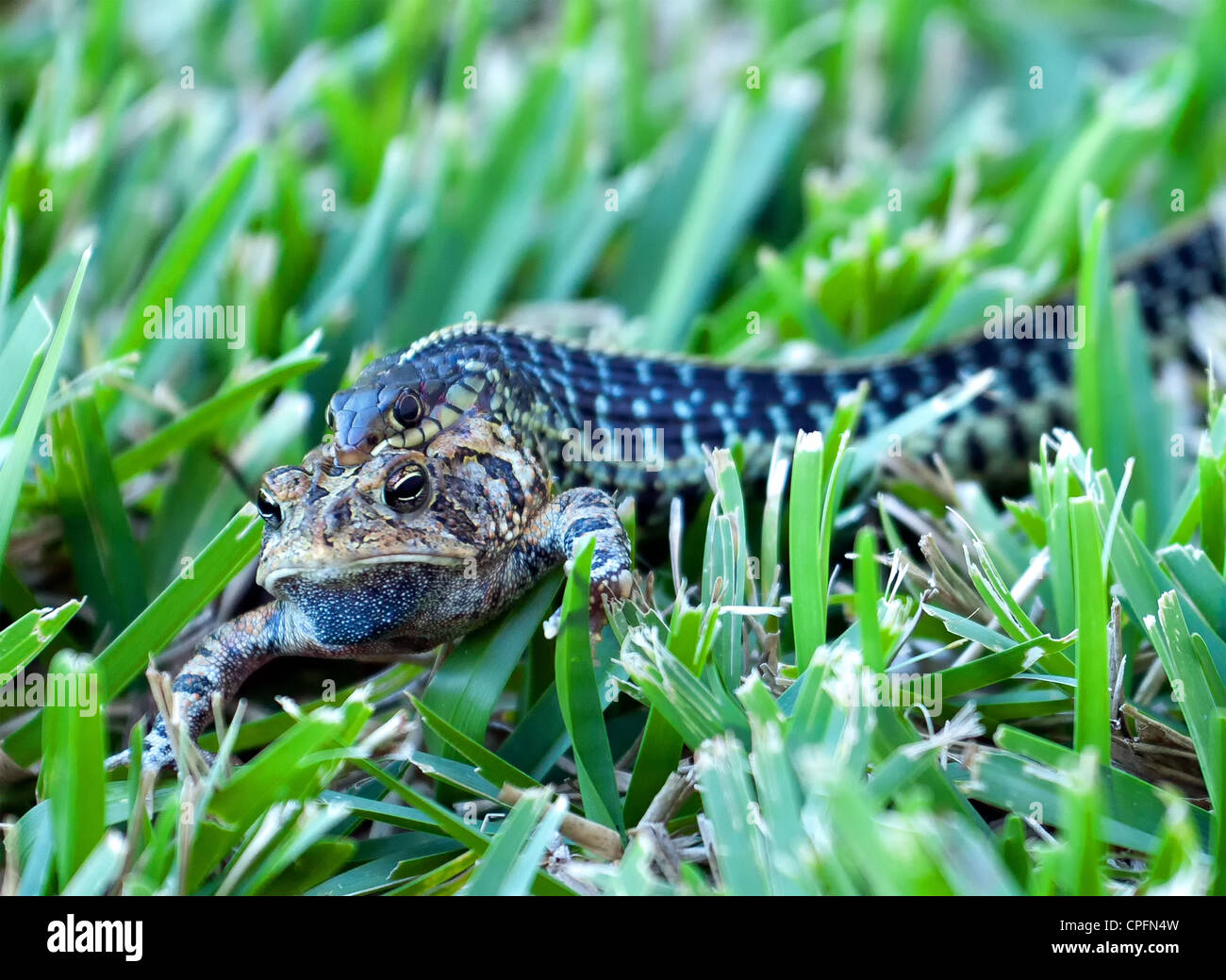A snake eating a frog Stock Photo - Alamy